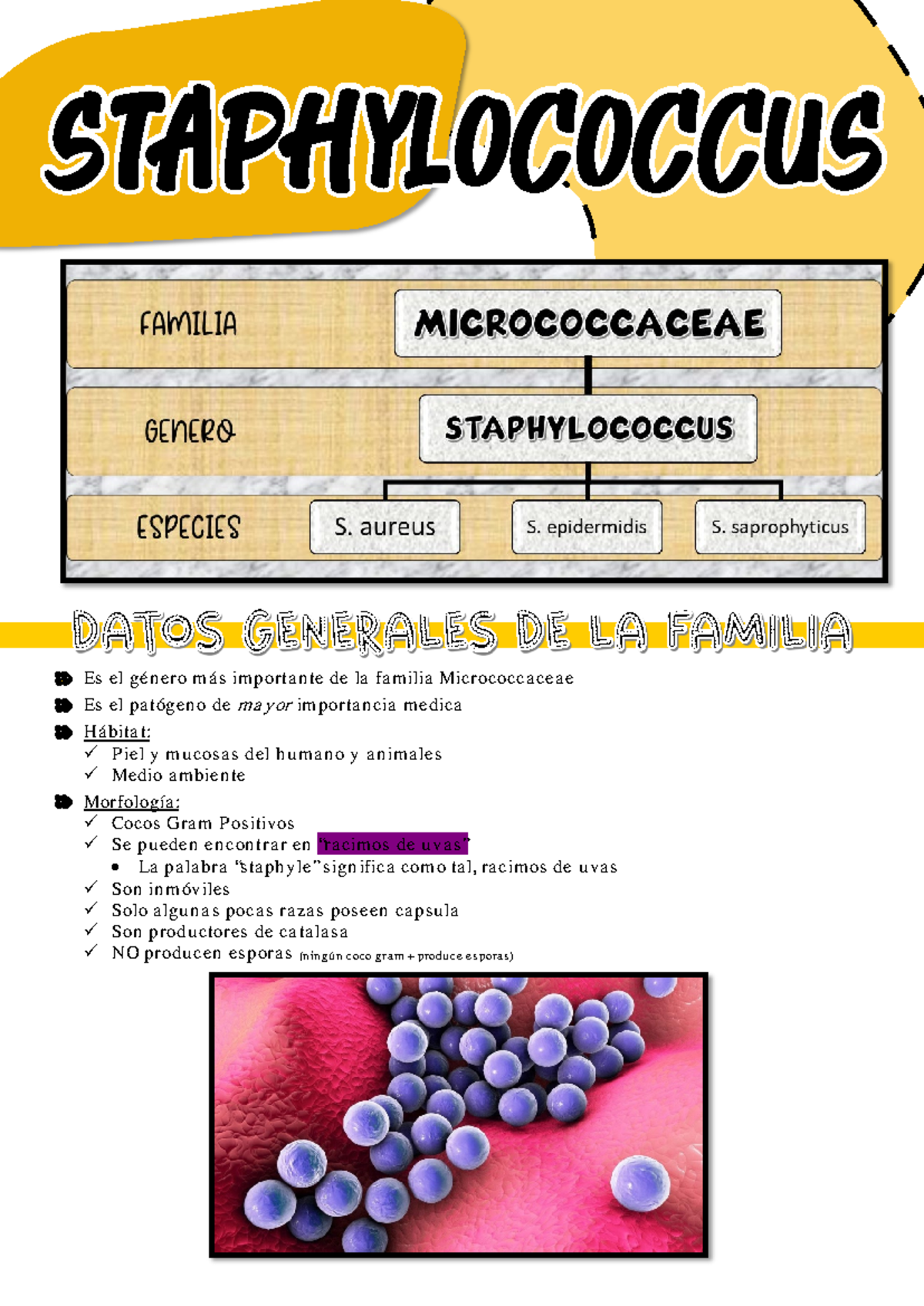 Staphylococcus - Es el género más importante de la familia ...