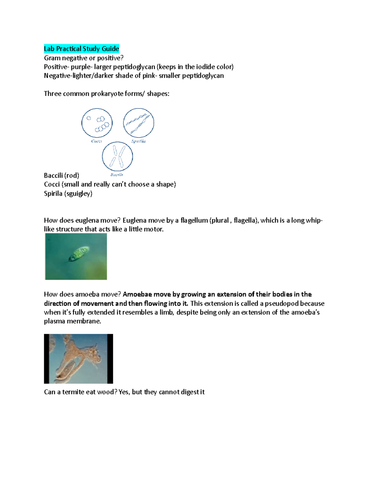 Lab Practical Notes 21720 - Lab Practical Study Guide Gram negative or ...