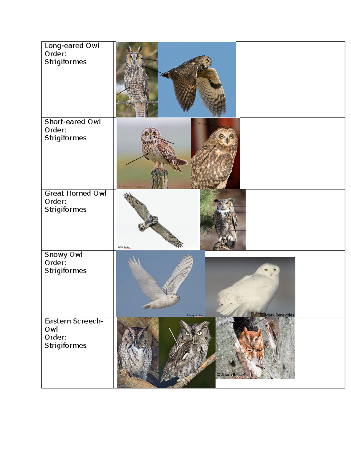 Lab Final Notes - Summary Wildlife Ecology and Management - Long-eared ...