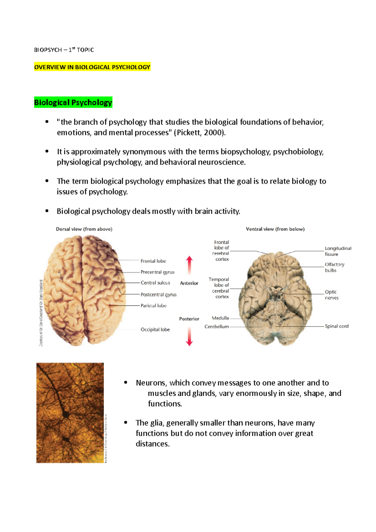Biopsych-1ST- Topic - BIOPSYCH – 1st TOPIC OVERVIEW IN BIOLOGICAL ...