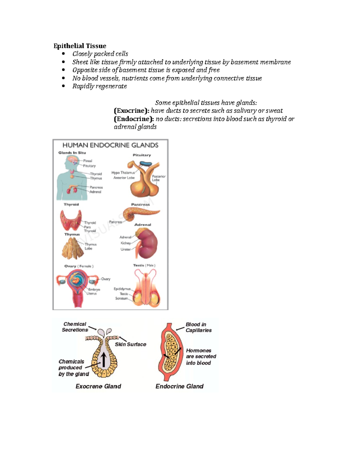 Chapter 4 - Anatomy notes - Epithelial Tissue Closely packed cells ...