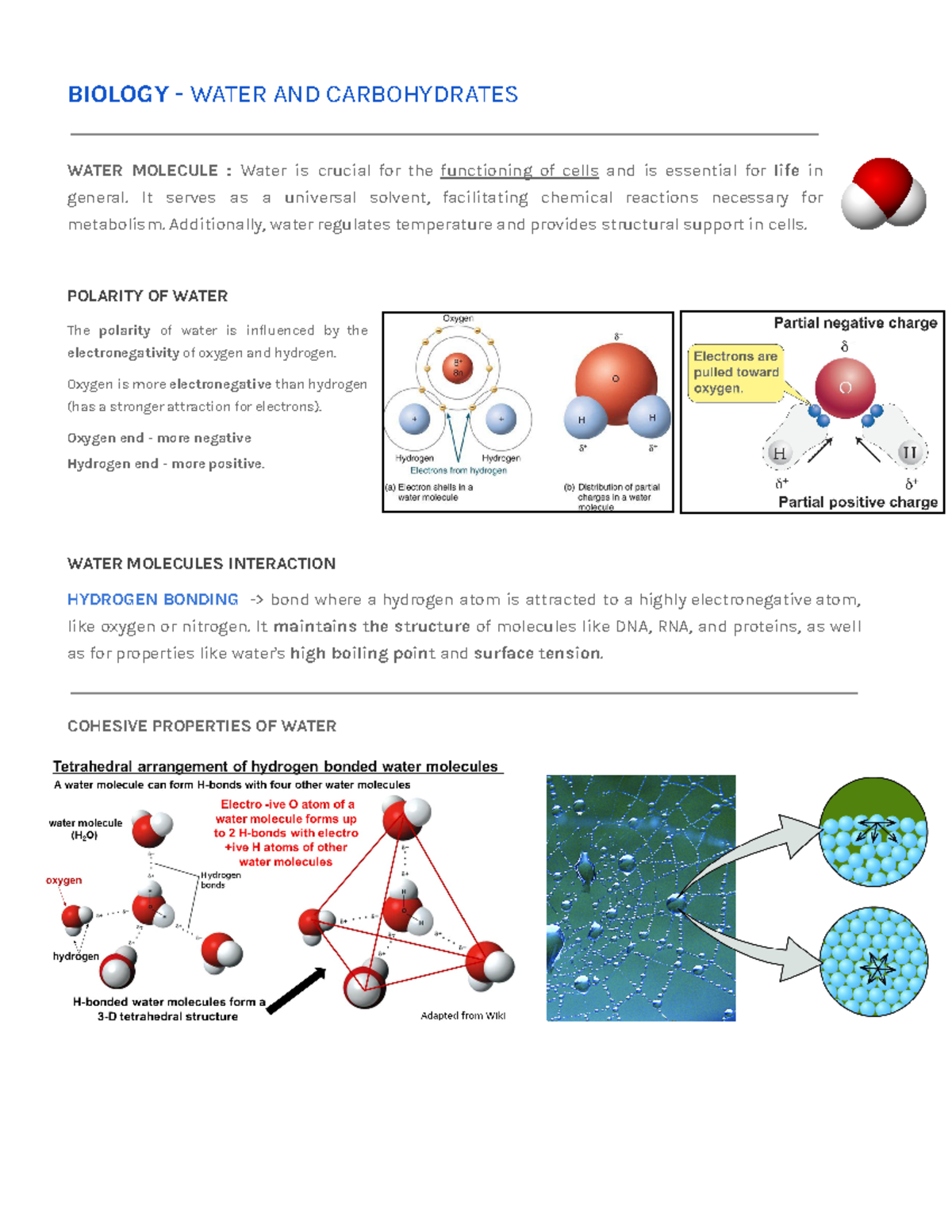Biology Water AND Carbohydrates - BIOLOGY - WATER AND CARBOHYDRATES ...