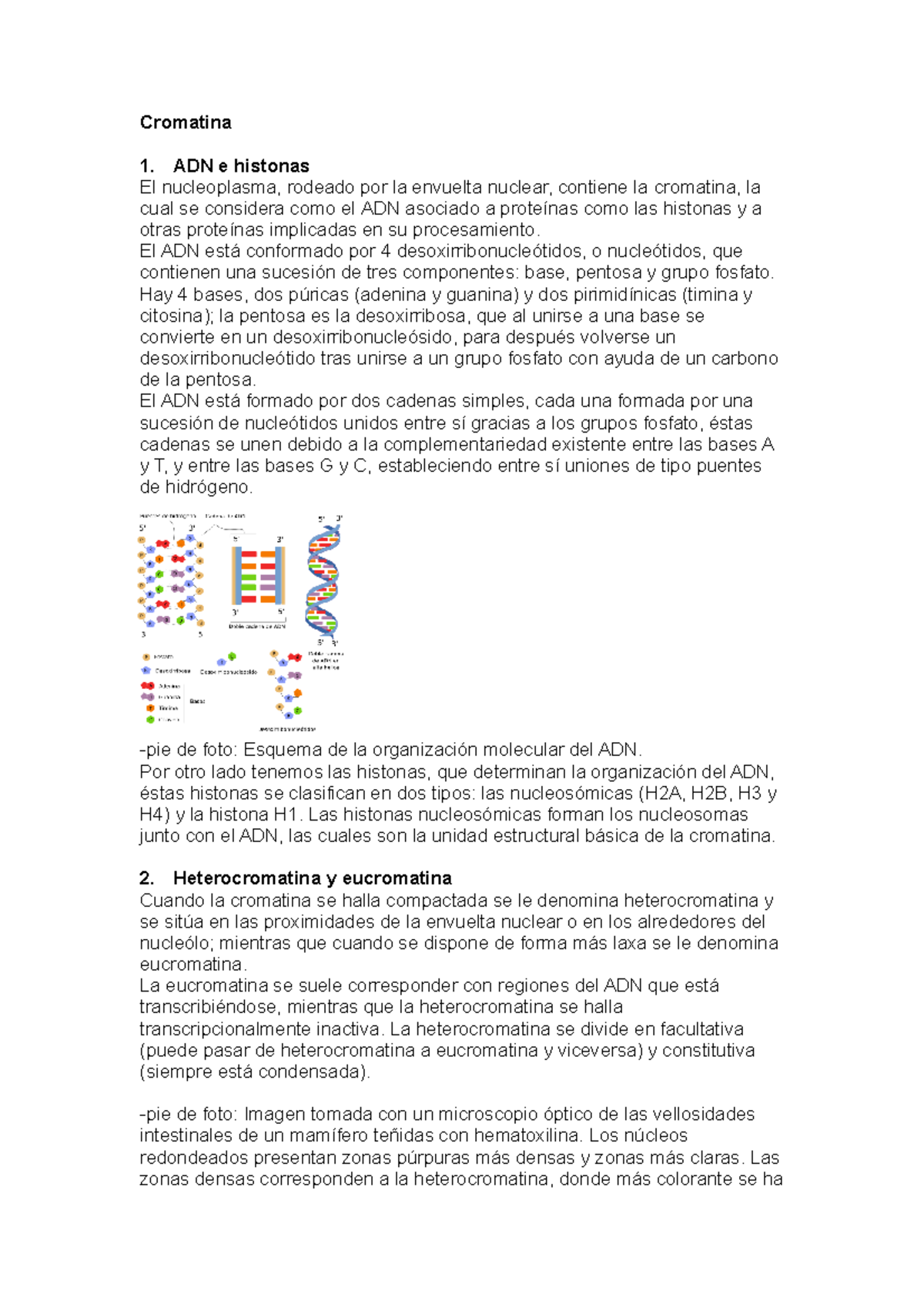 Cromatina y nucléolo - Cromatina 1. ADN e histonas El nucleoplasma ...