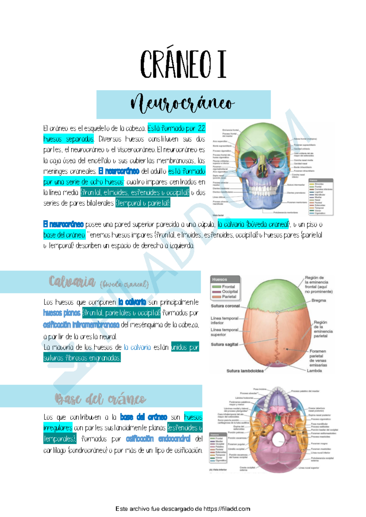 Craneo - CRÁNEO I Neurocráneo El cráneo es el esqueleto de la cabeza ...