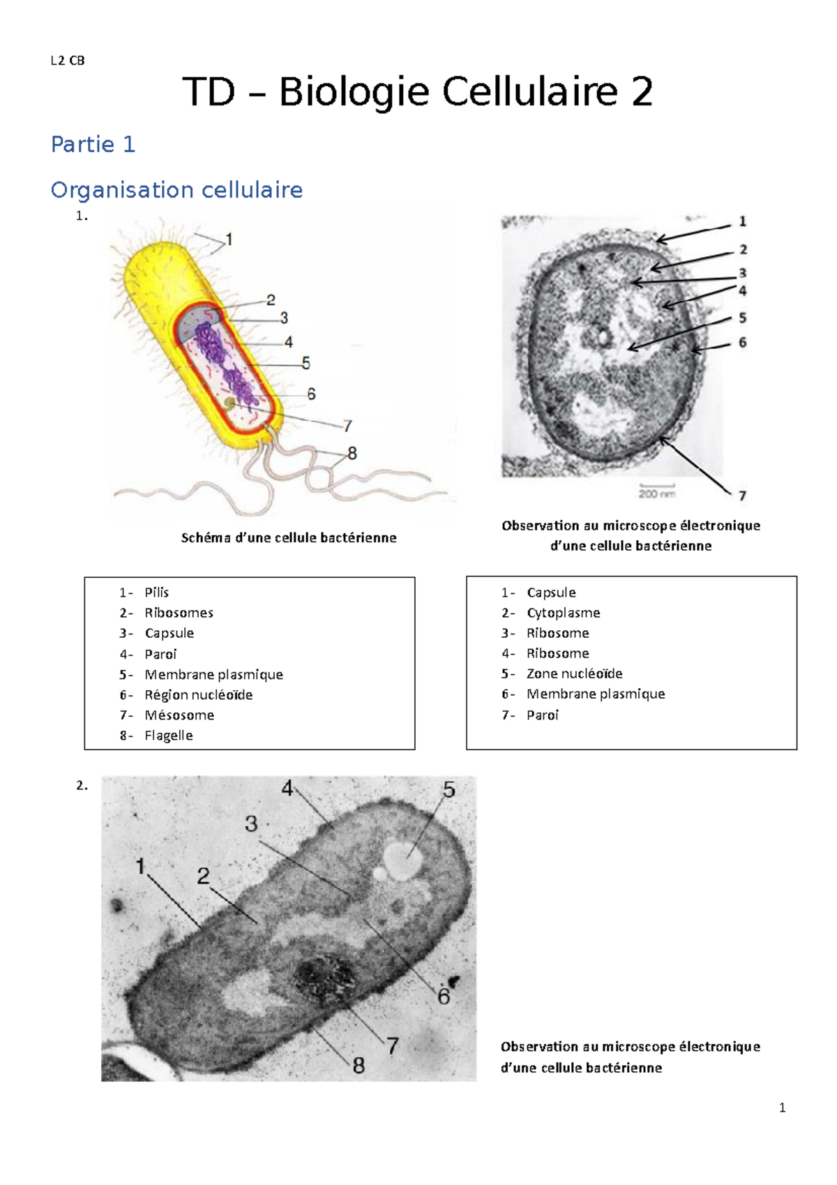 TD Biologie cellulaire 2 - TD – Biologie Cellulaire 2 Partie 1 ...