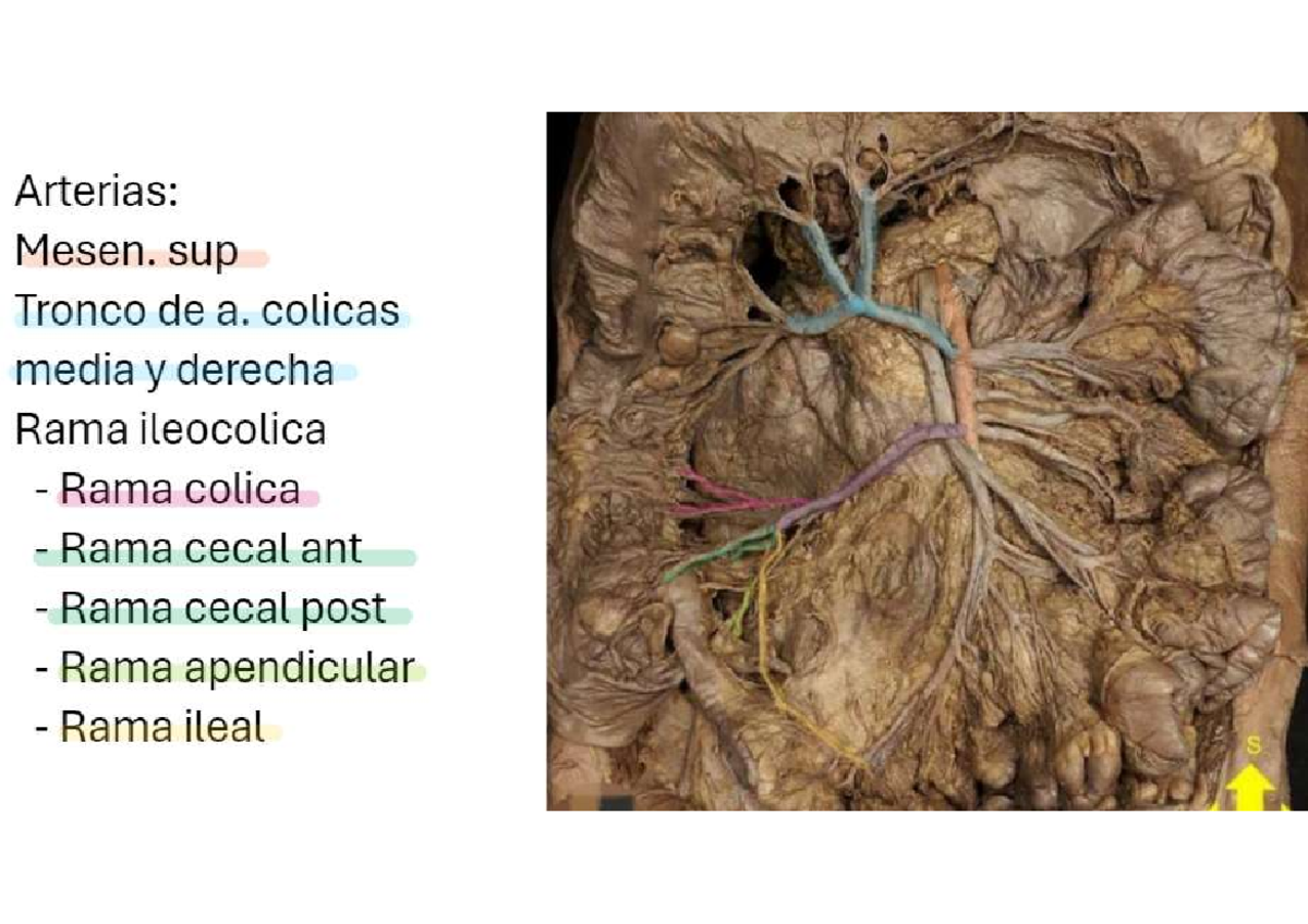 Irrigación del colon - ............................. - Anatomía ...