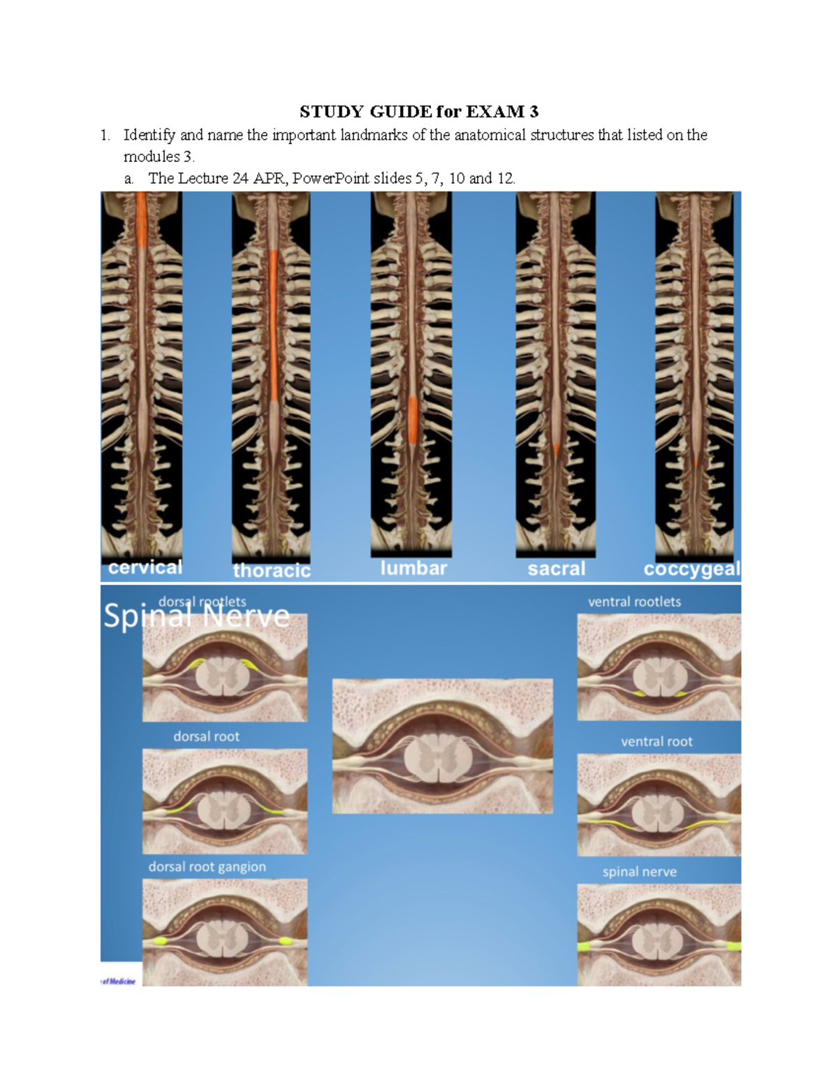 Study Guide for EXAM 3 - STUDY GUIDE for EXAM 3 Identify and name the ...