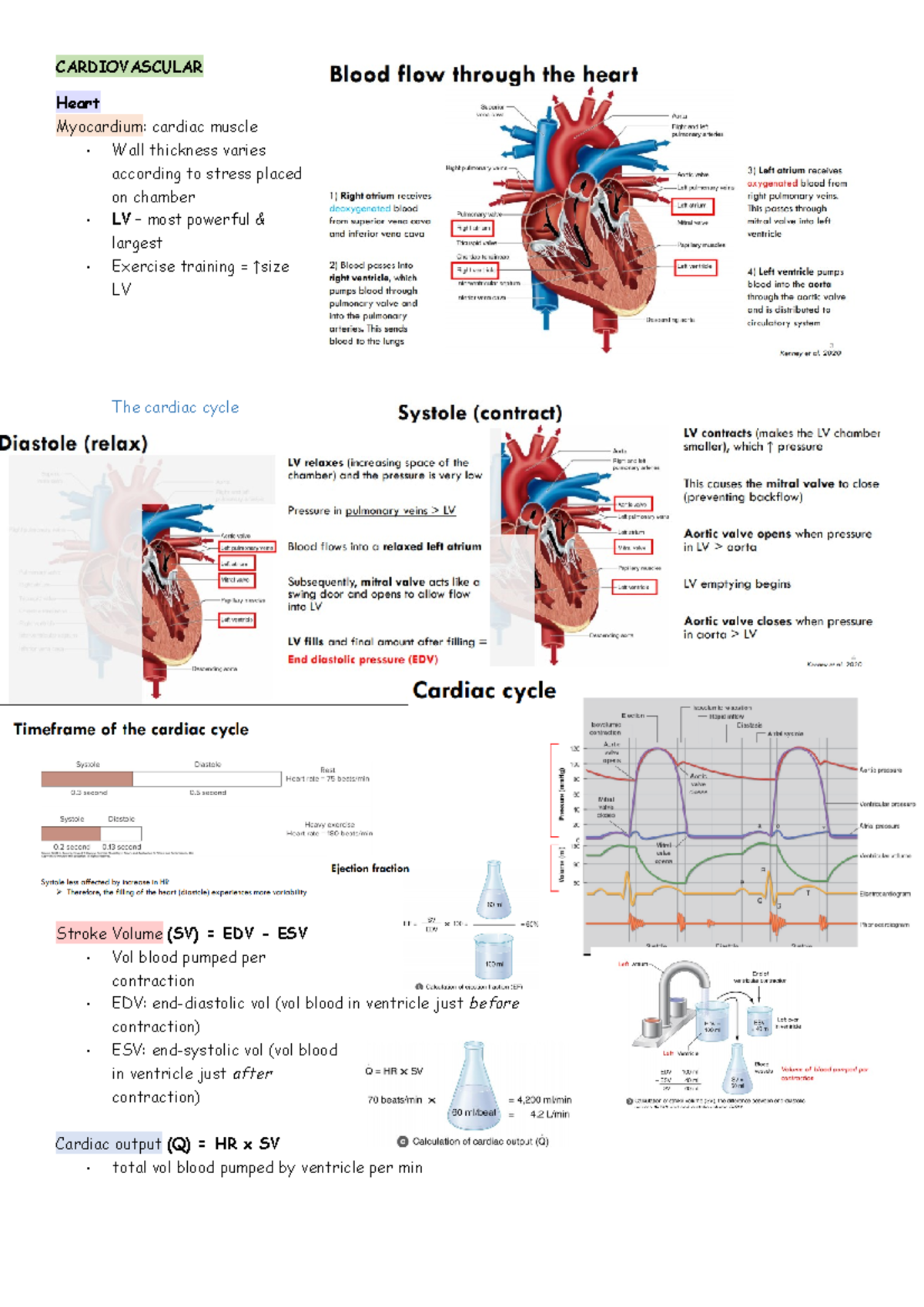 Cardiovascular - CARDIOVASCULAR Heart Myocardium: cardiac muscle Wall ...