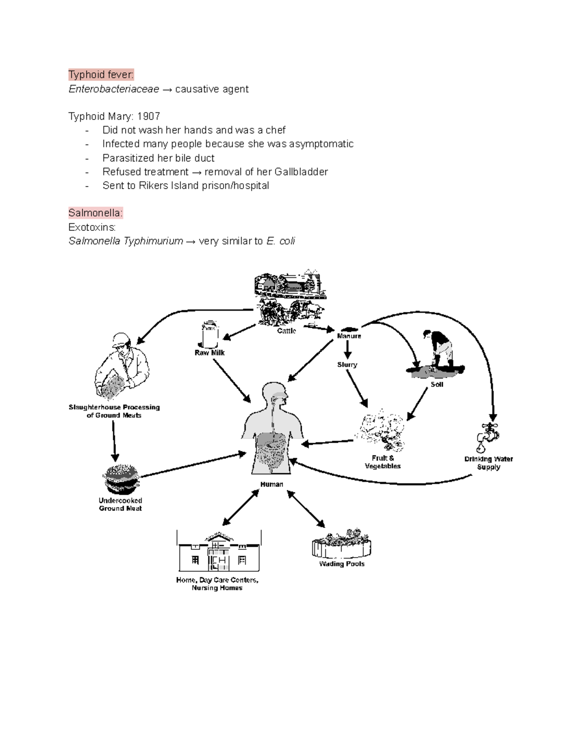 Enteric Disease - Typhoid fever, Salmonella, Enterobacteriaceae, E ...