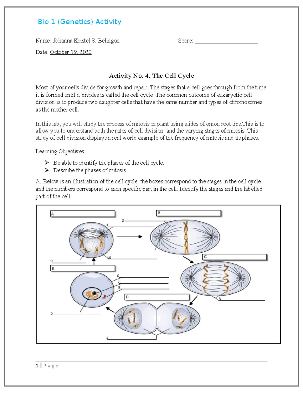 Activity 4- The Cell Cycle Final - Name: Johanna Kristel S. Belingon ...