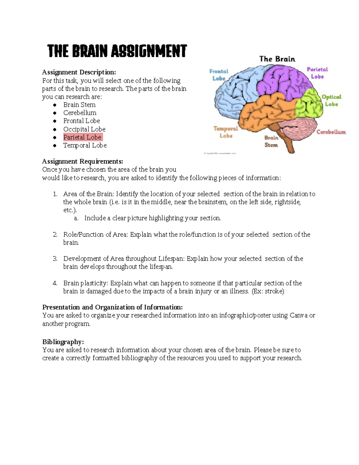 copy of the brain assignment - THE BRAIN ASSIGNMENT Assignment ...