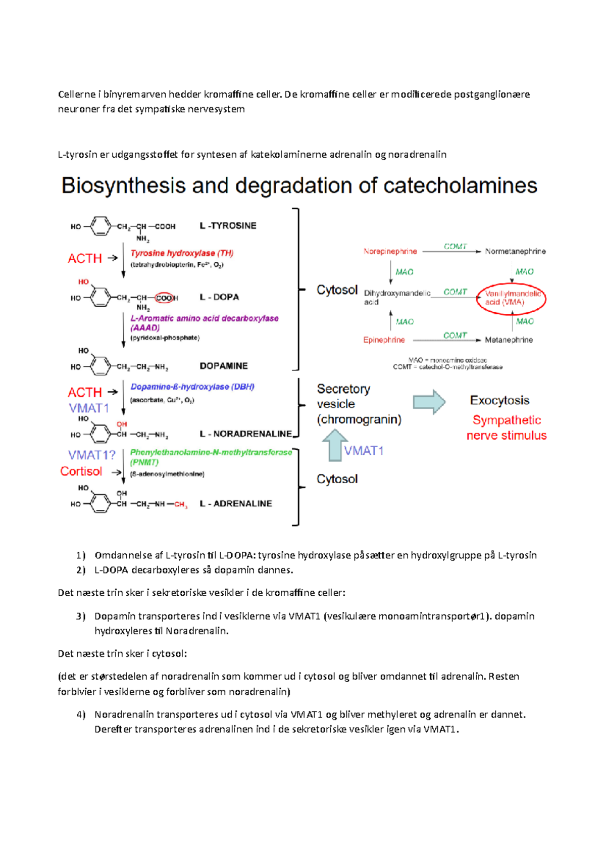 Noter til F11 endo - katekolaminer og thyroideahormoner - Cellerne i ...