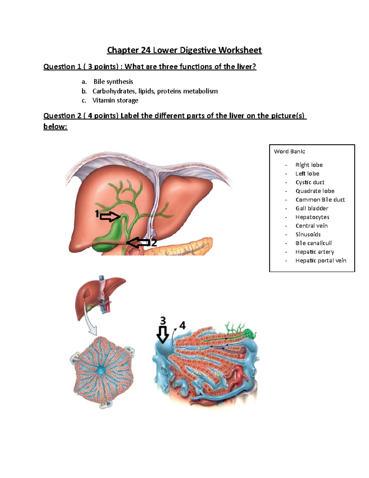 BIOS256 Week 2 assignment Lower Digestive Worksheet - Chapter 24 Lower ...