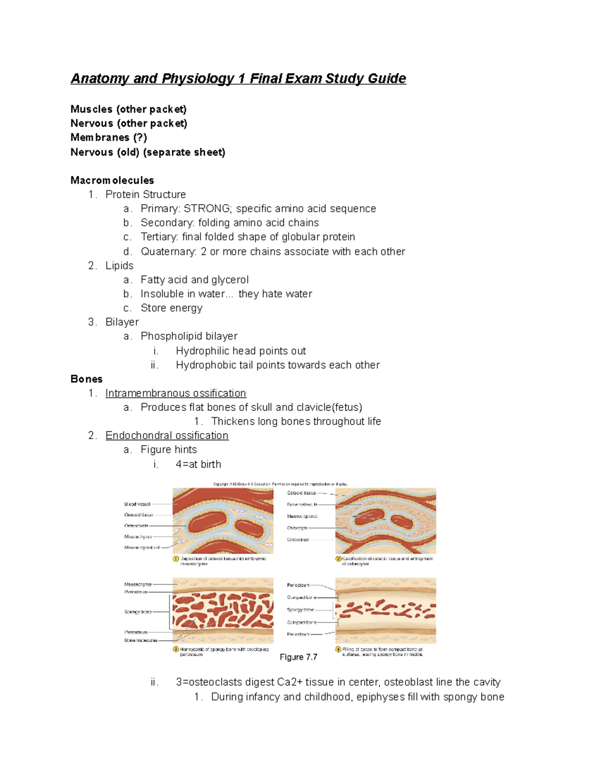 Anatomy And Physiology 1 Final Exam Study Guide StuDocu