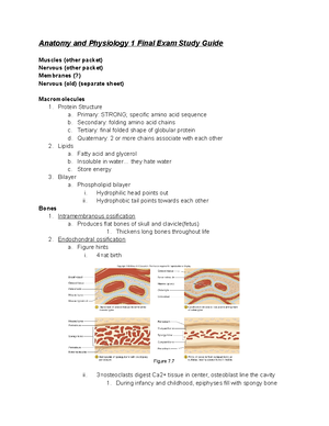 Estimating height from long bones - Investigation: Can You Estimate a ...