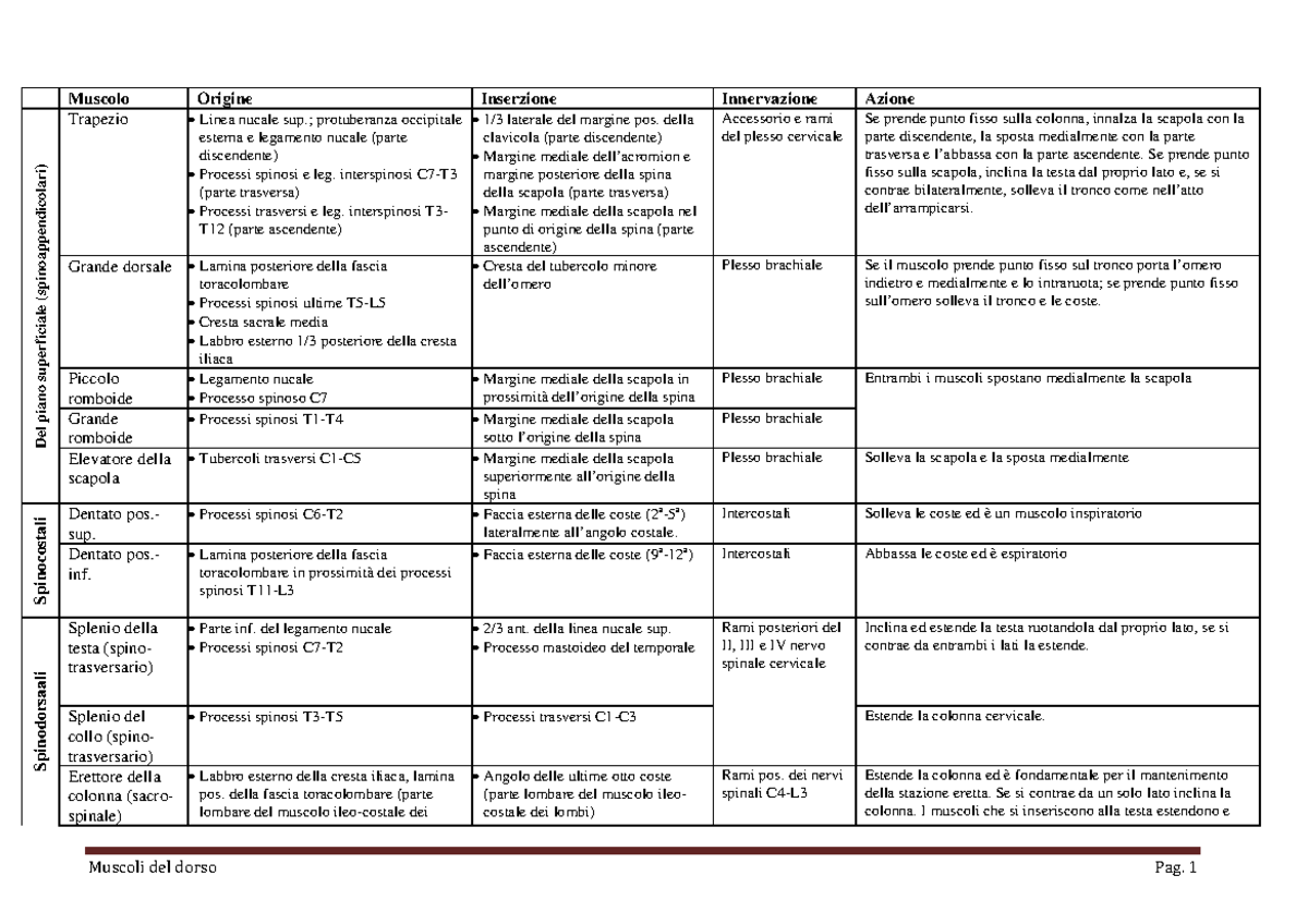 Tabella Muscoli - Spinodorsaali Spinocostali Del piano superficiale ...