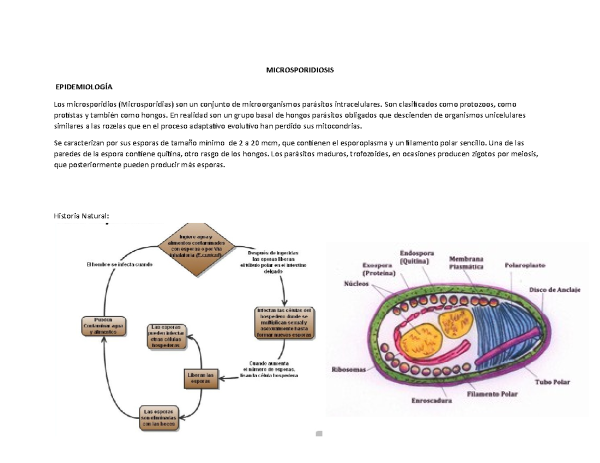 Microsporidiosis - Resumen Medicina familiar - MICROSPORIDIOSIS ...