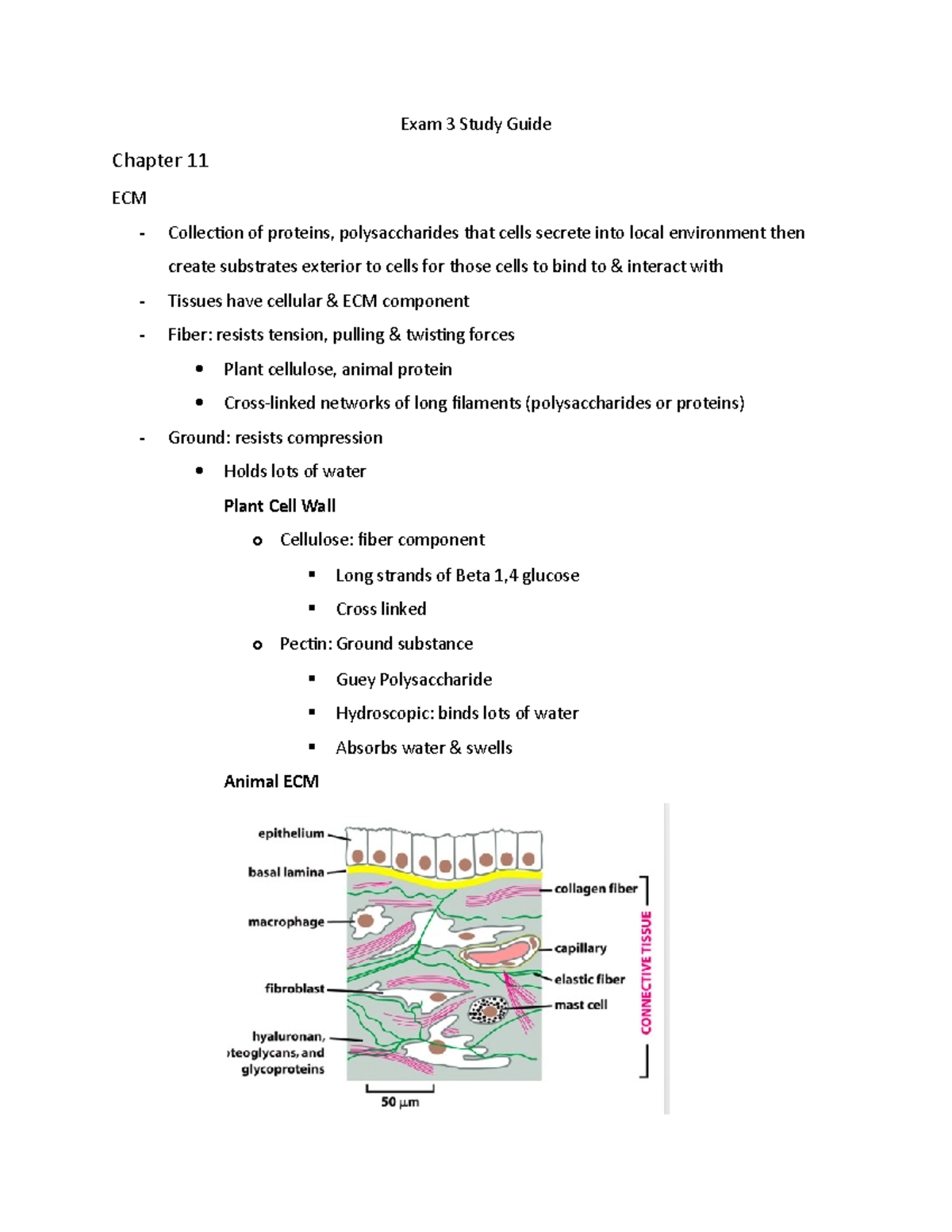 Exam 3 Study Guide - Exam 3 Outline - Exam 3 Study Guide Chapter 11 ECM ...