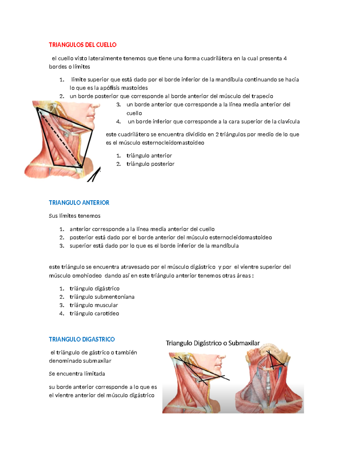 Triangulos del cuello - trianguylos - TRIANGULOS DEL CUELLO el cuello visto lateralmente tenemos ...