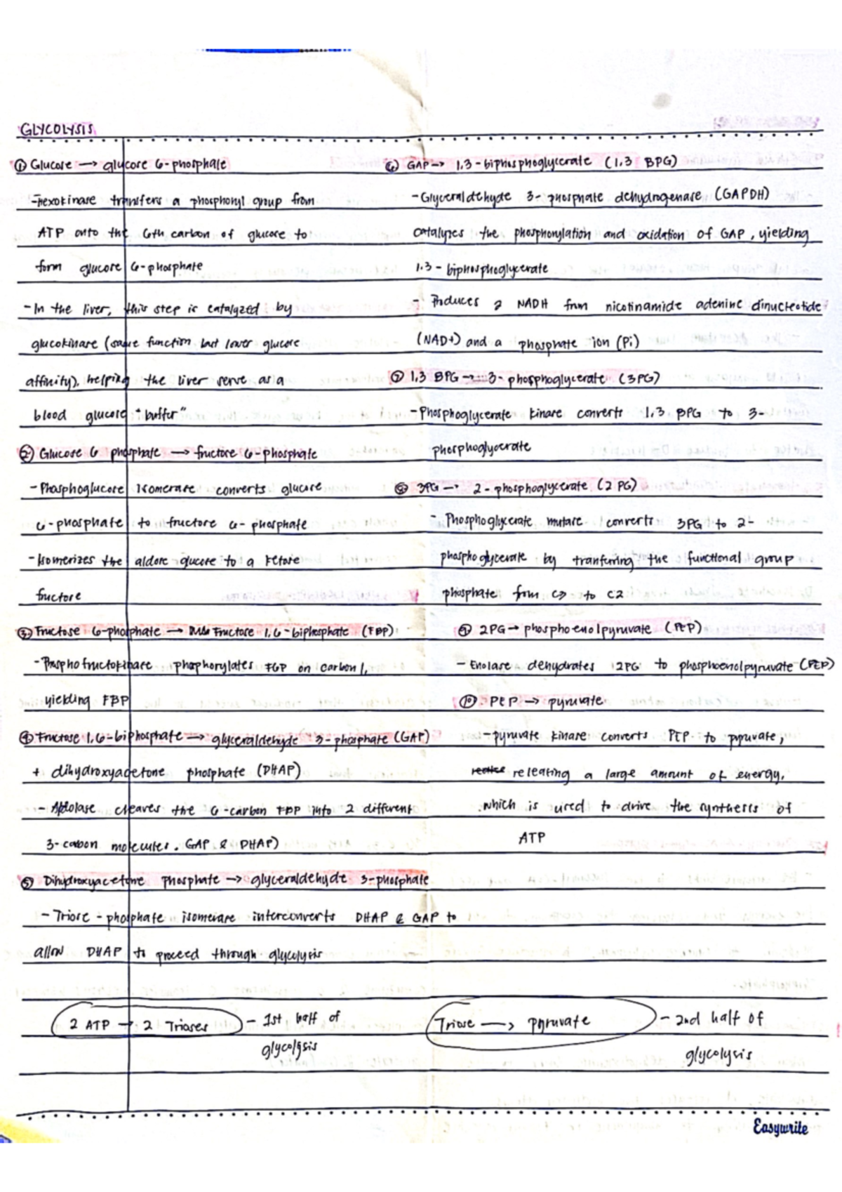 Glycolysis, KREB, ETC - Cellular respiration - GLYCOLYSIS 1 Glucose ...