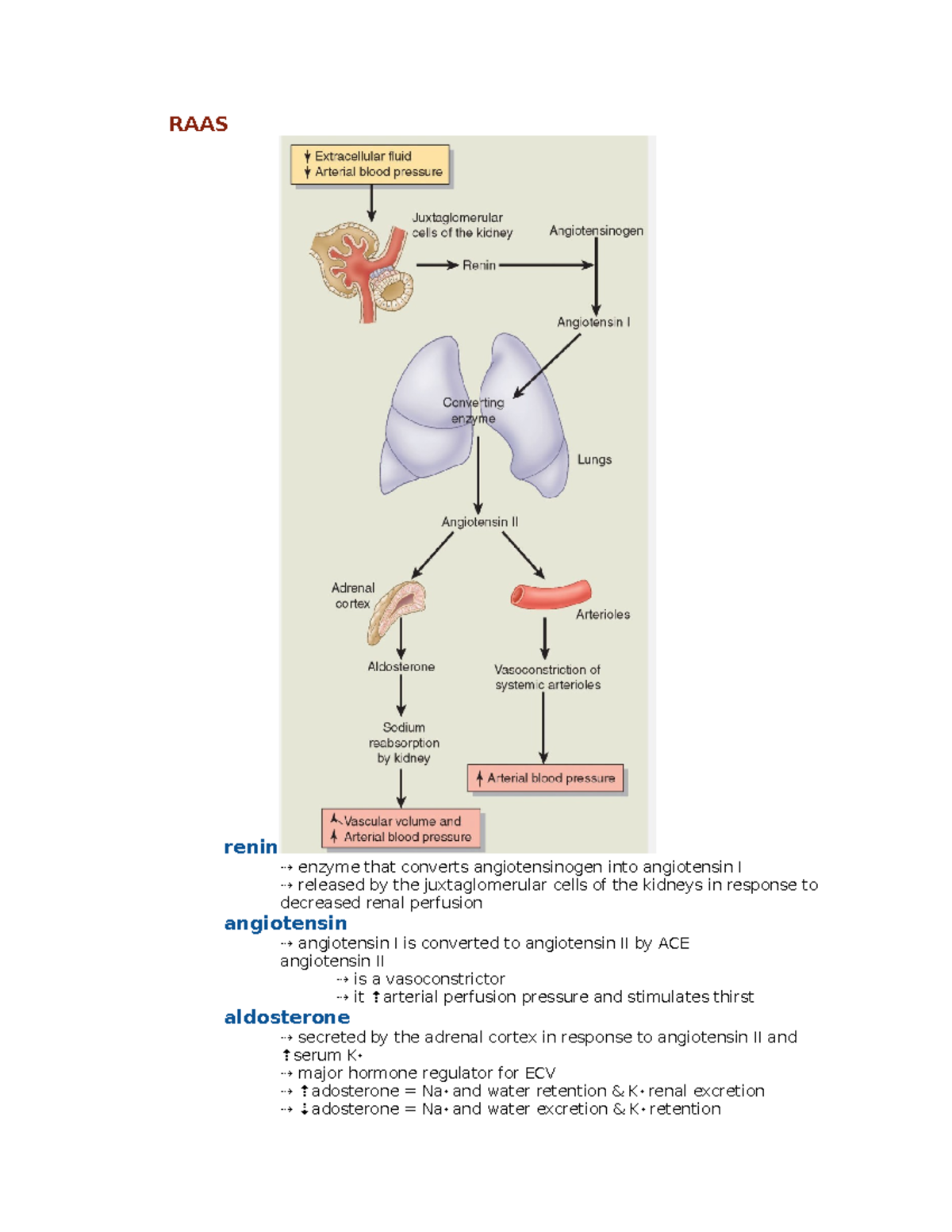 RAAS notes - RAAS renin ⇢ enzyme that converts angiotensinogen into ...