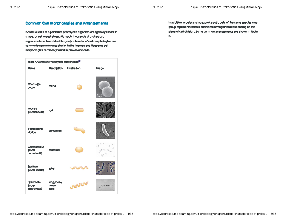 Unique Characteristics of Prokaryotic Cells Microbiology - 2/3/2021 ...
