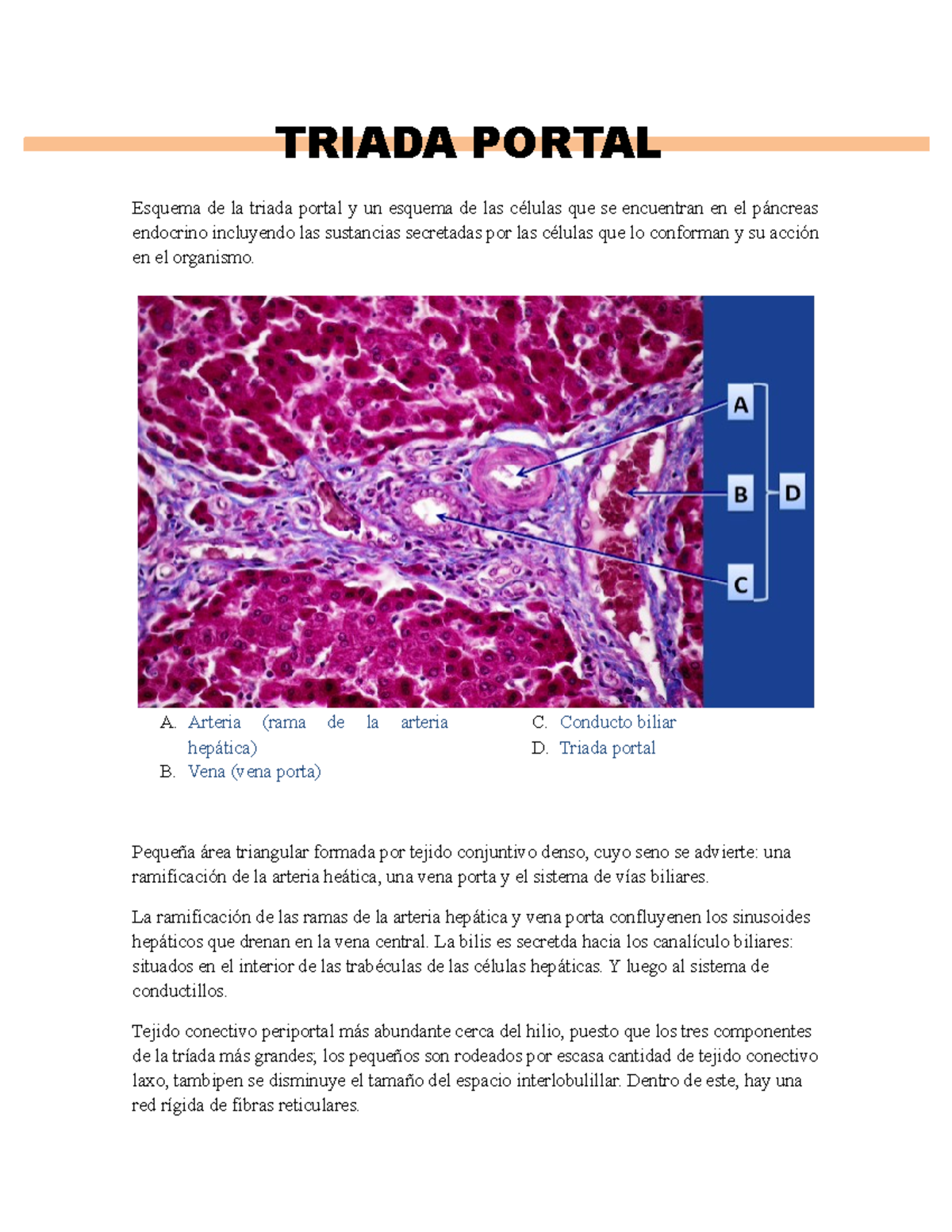 TRIADA PORTAL Y PANCREAS ENDOCRINO - TRIADA PORTAL Esquema de la triada ...