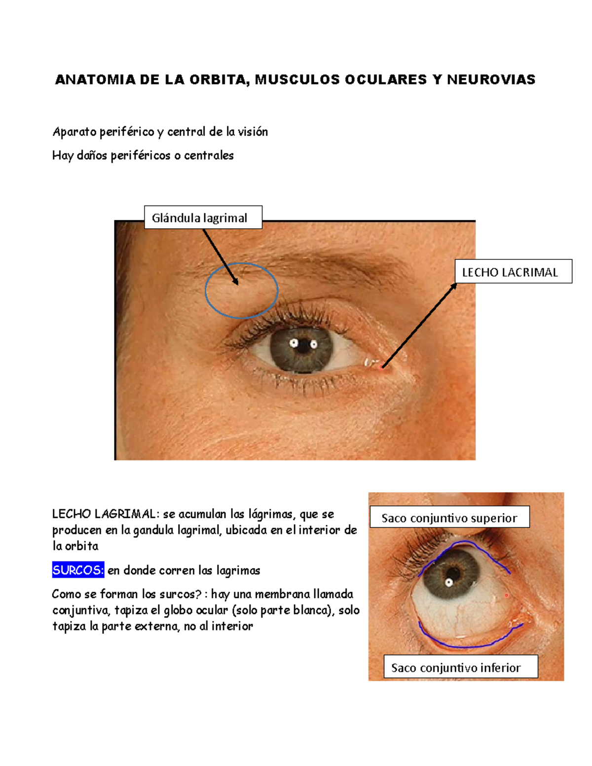 Anatomia DE LA Orbita (25 - ANATOMIA DE LA ORBITA, MUSCULOS OCULARES Y ...