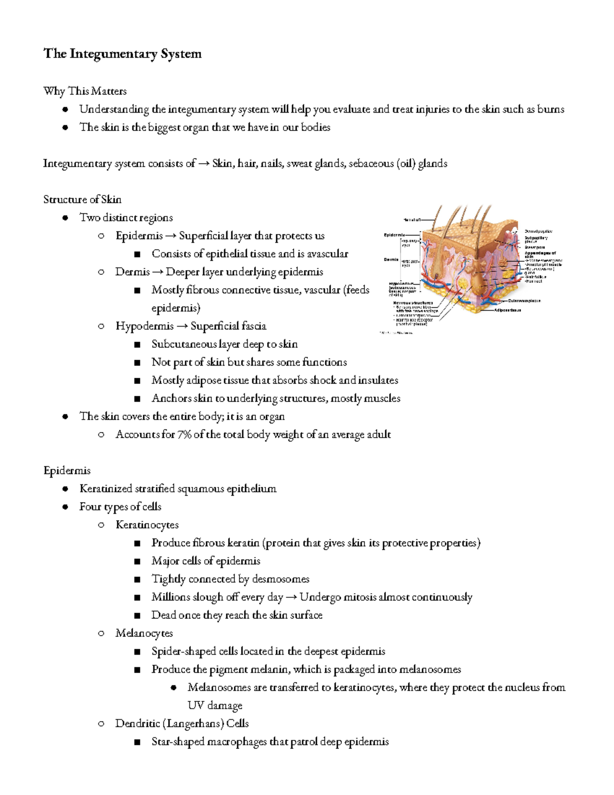 Anatomy Lecture 10 26 - The Integumentary System Why This Matters ...