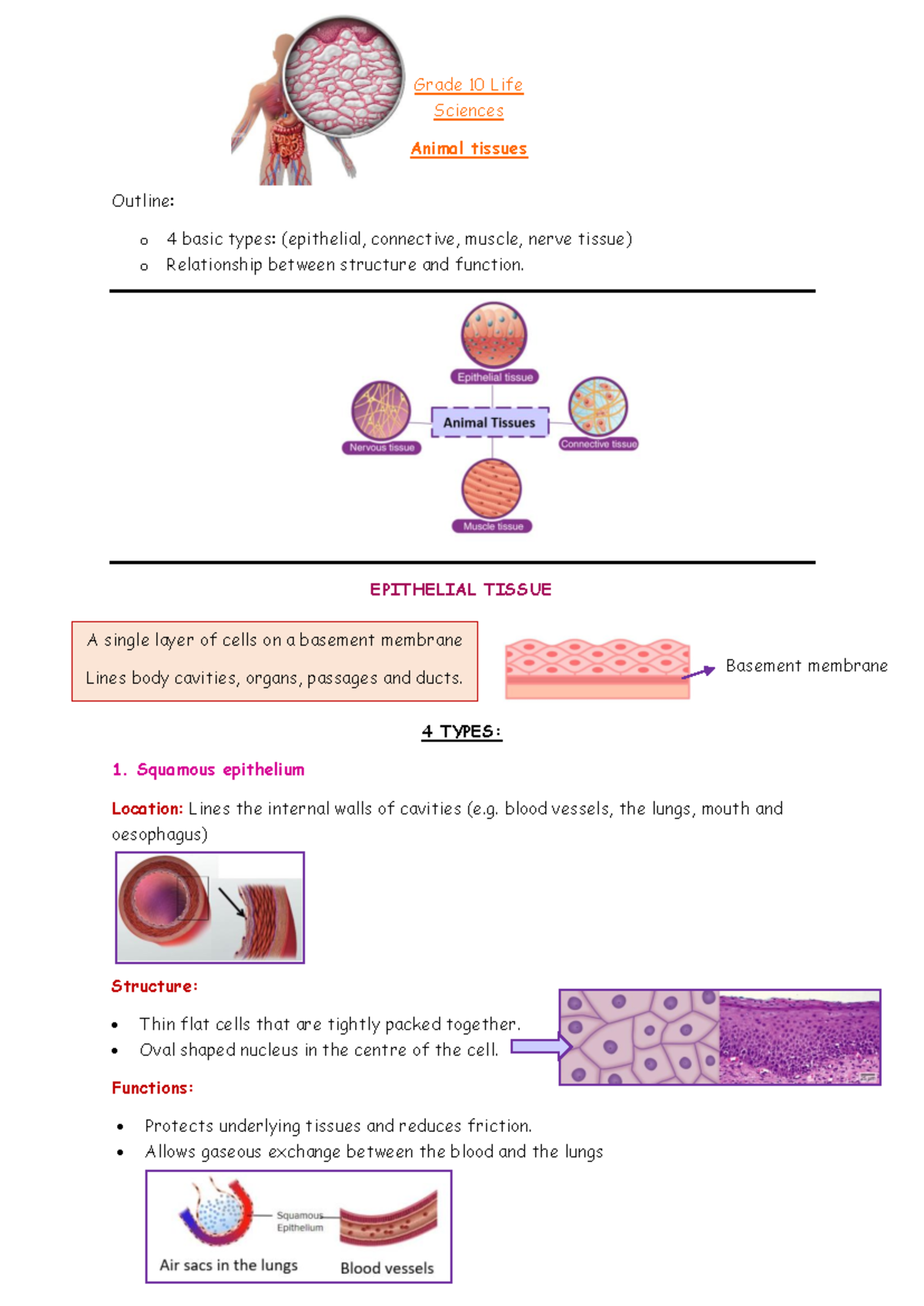 Animal tissues for upload - Outline: o 4 basic types: (epithelial ...