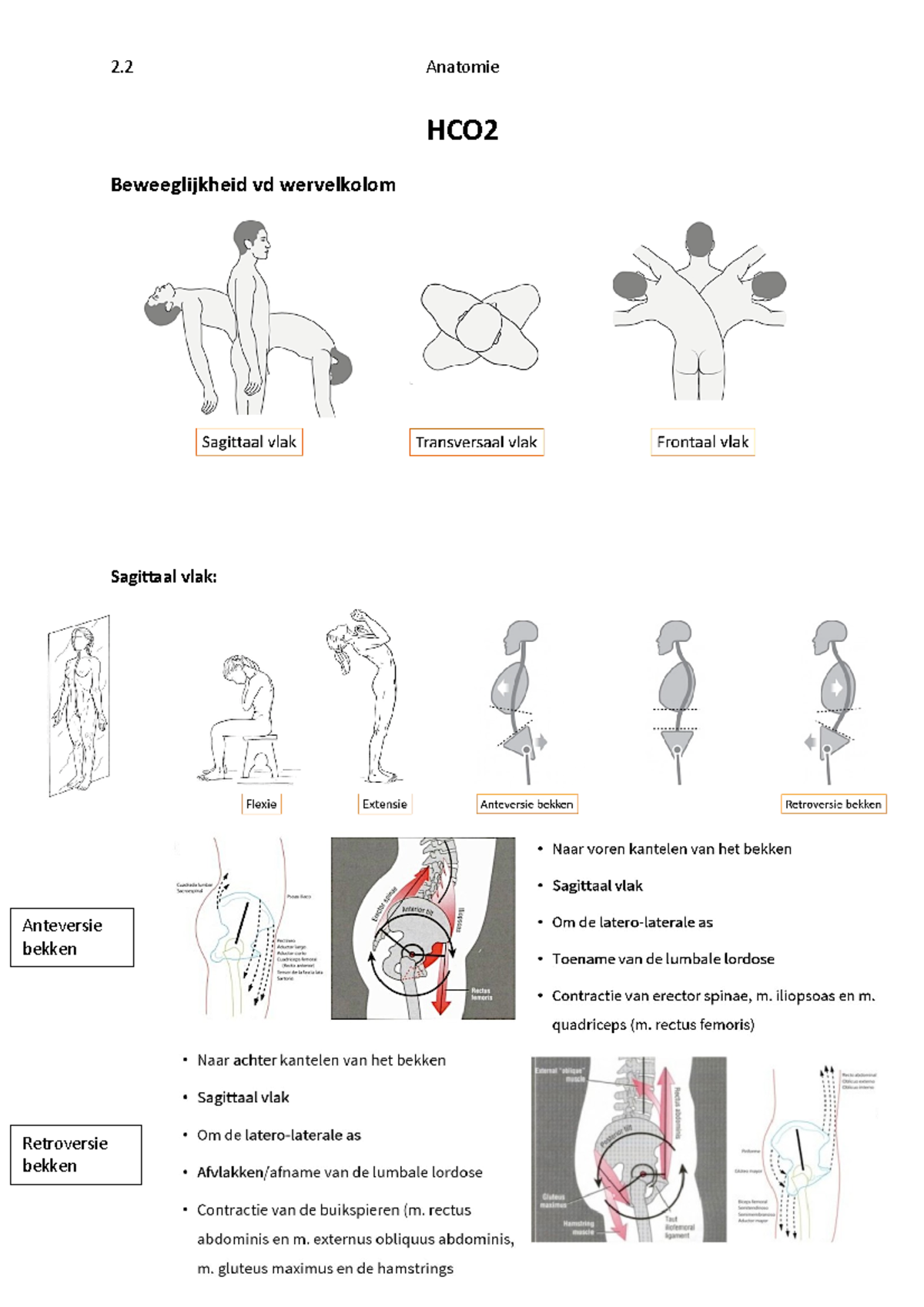 Schijf 1, Module 2; HCO2 - HCO Beweeglijkheid vd wervelkolom Sagittaal ...