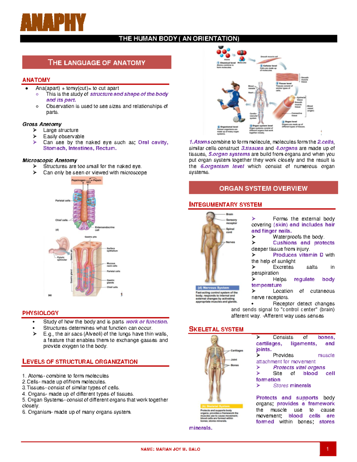 Anaphy reviewer - NAME: MARIAN JOY M. BALO 1 ANAPHY THE HUMAN BODY ( AN ...