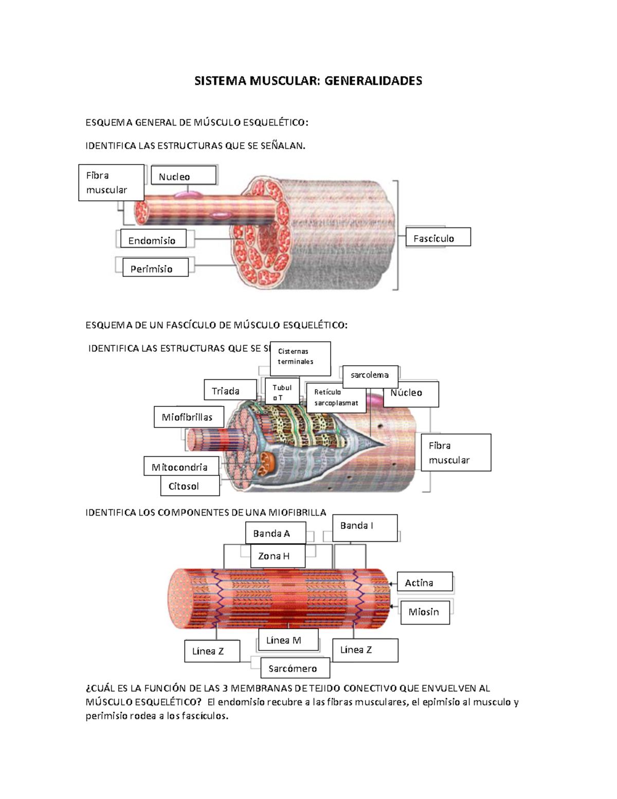 Musculo - Generalidades del muculo, estructura, funcionamiento ...