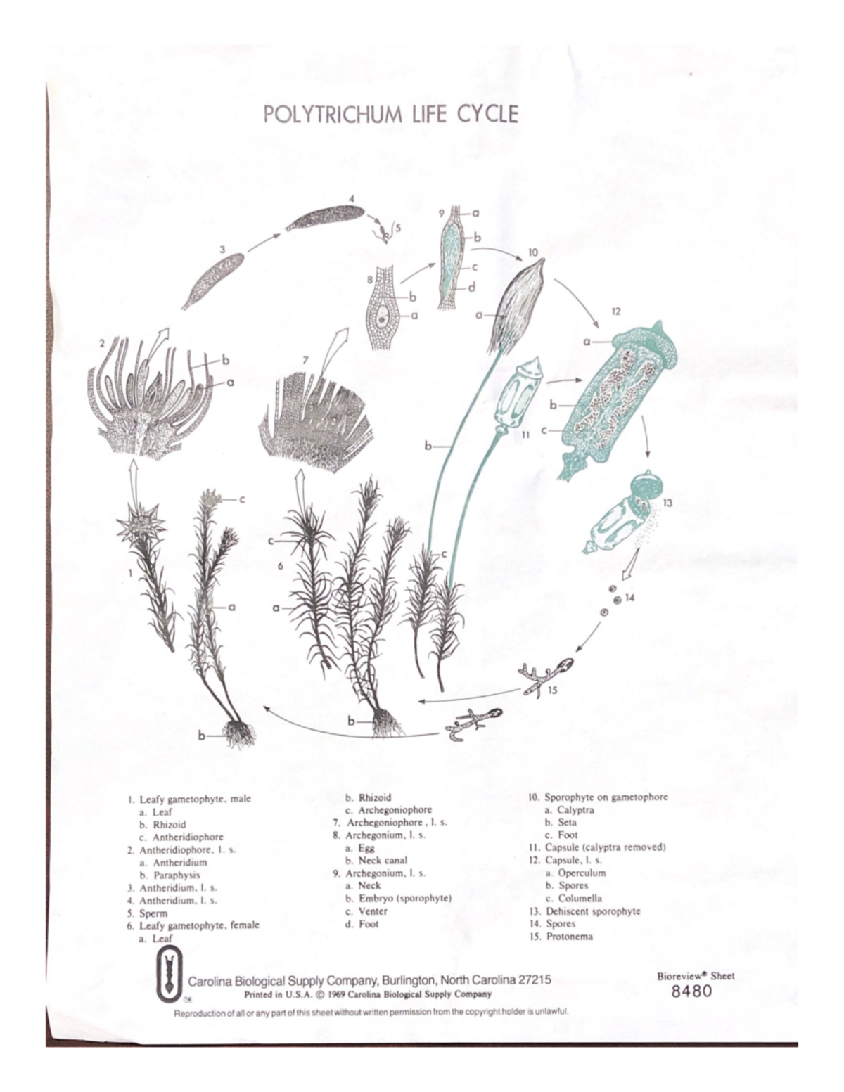 Polytrichum Life Cycle - BIOL 1001 - Studocu