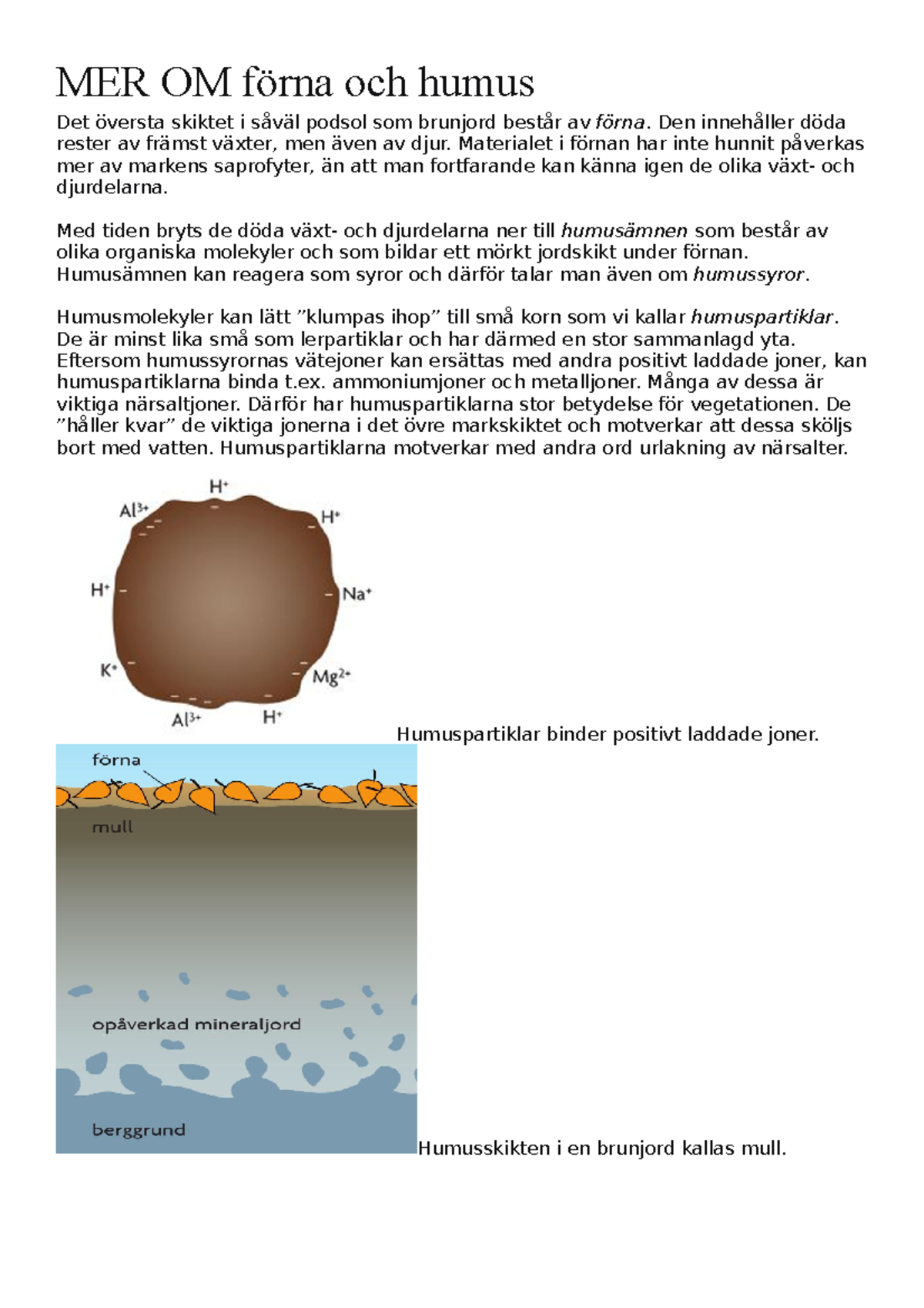 Mer om C. Några ekosystem - MER OM förna och humus Det översta skiktet ...