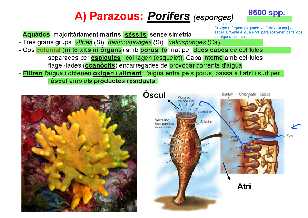 Tema 9.3. Grans Grups Animals - A) Parazous: Porífers (esponges ...