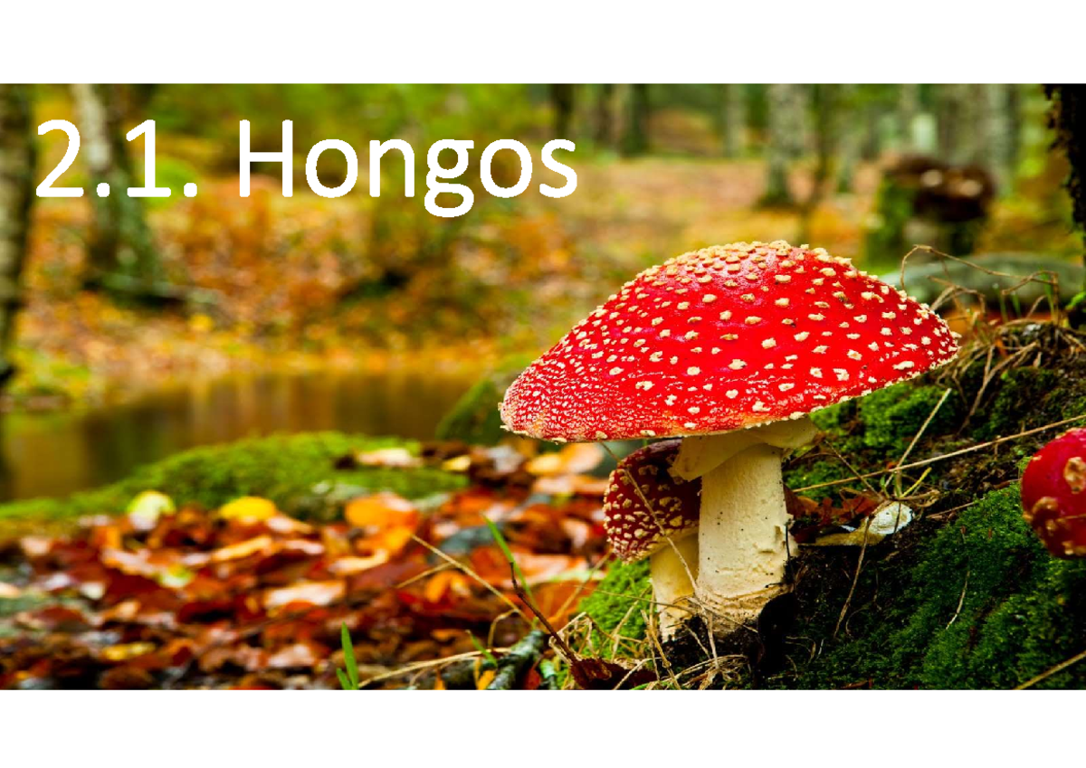 Características de los Hongos - El nombre científico del reino de los ...