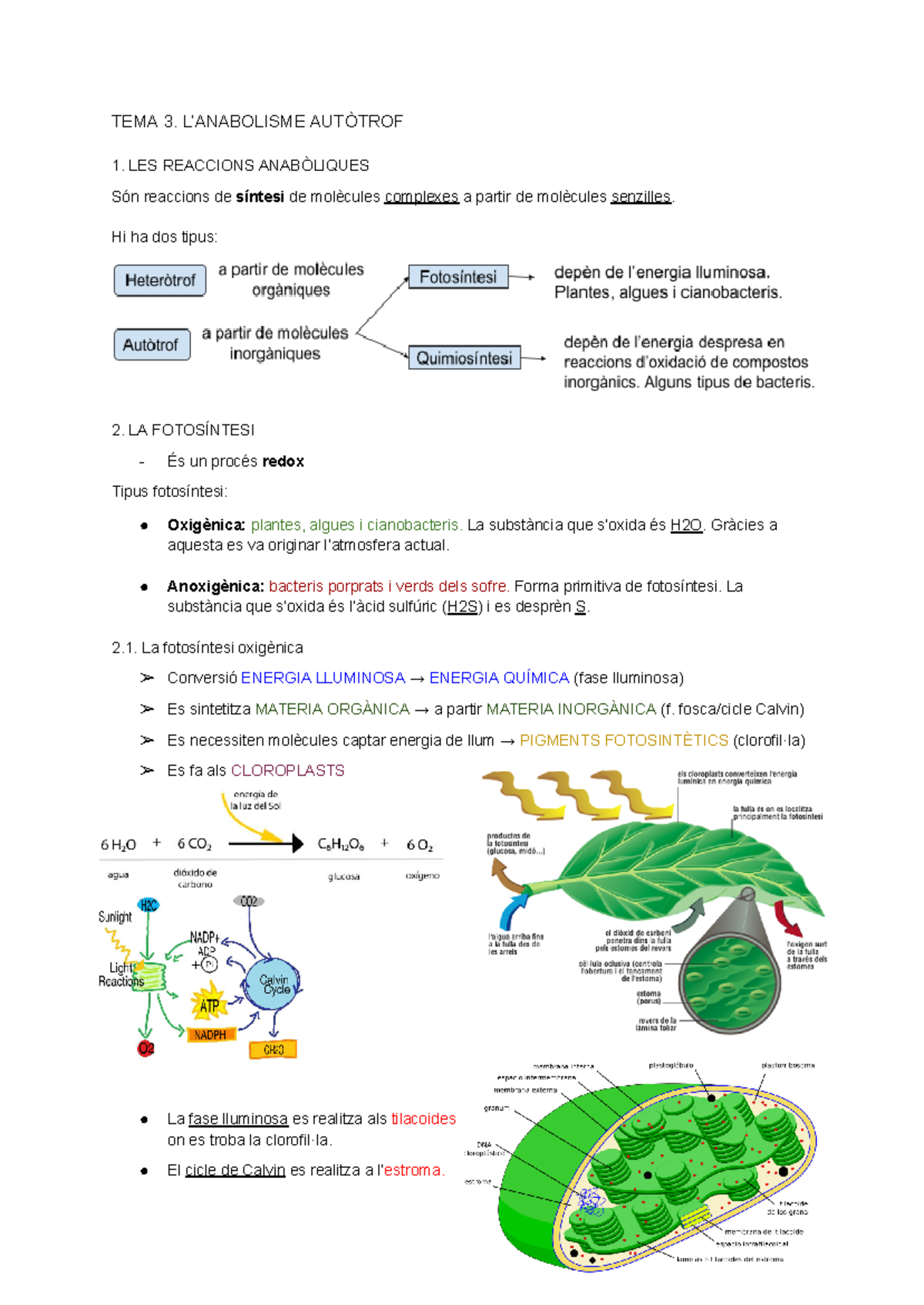 anabolisme autòtrof - TEMA 3. L’ANABOLISME AUTÒTROF 1. LES REACCIONS ...