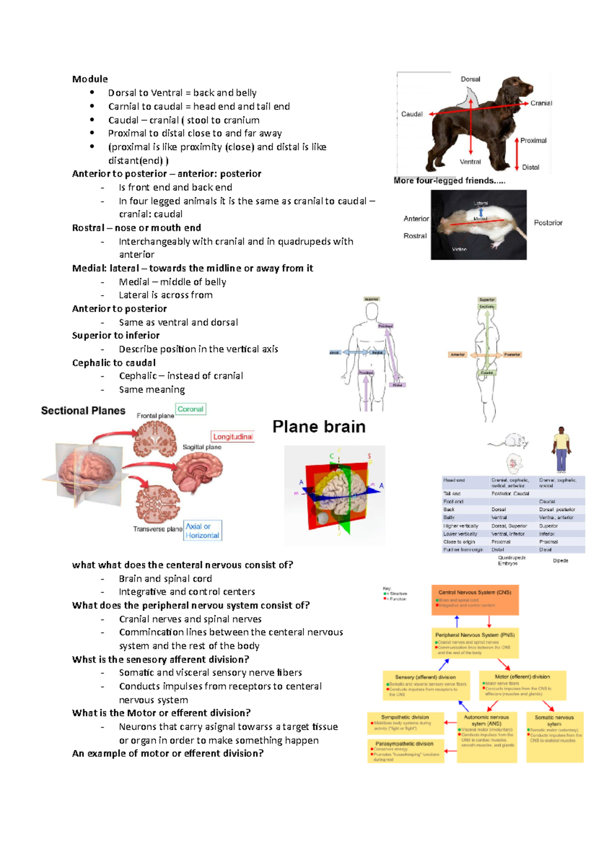 Neuro lecture notes - Module Dorsal to Ventral = back and belly Carnial ...