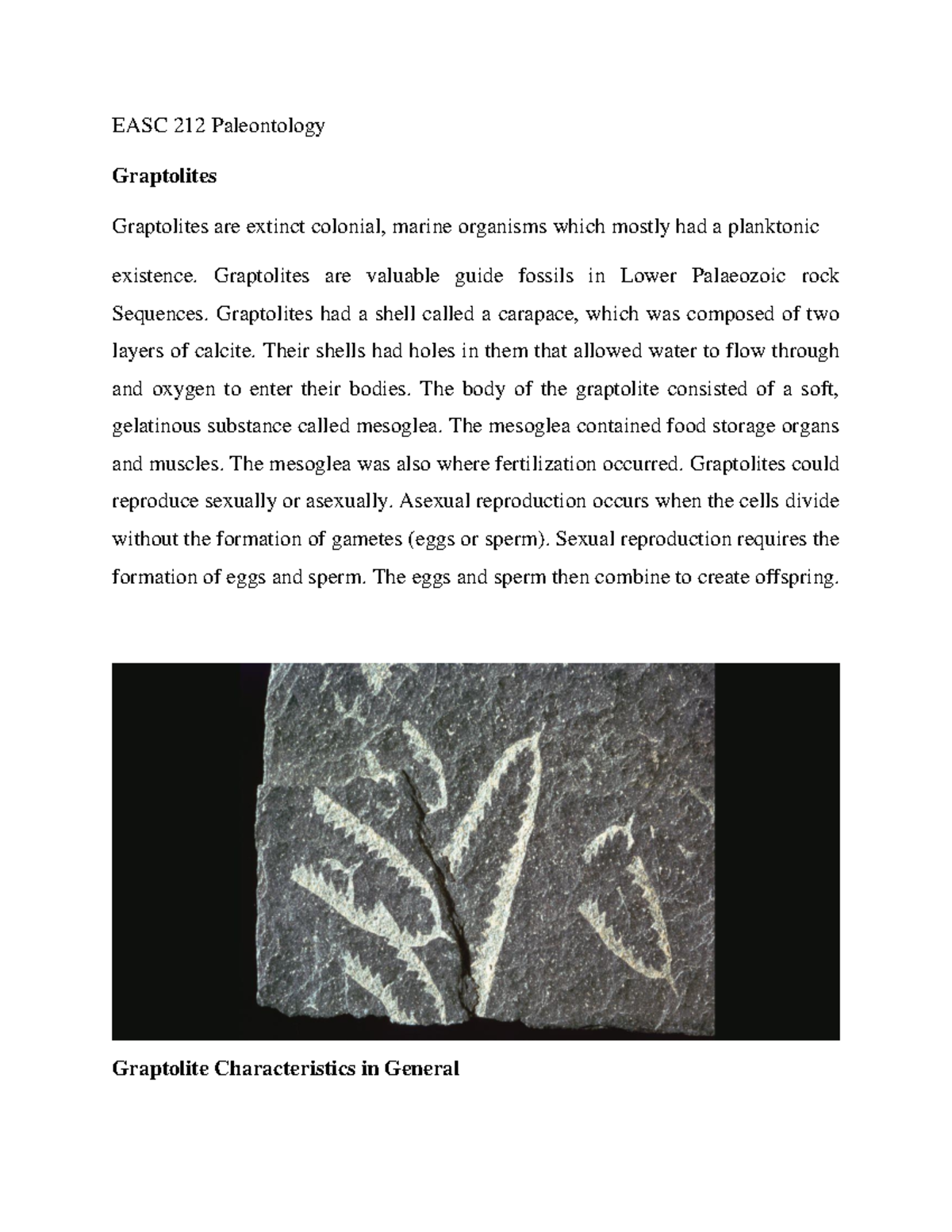 Graptolites notes - EASC 212 Paleontology Graptolites Graptolites are ...