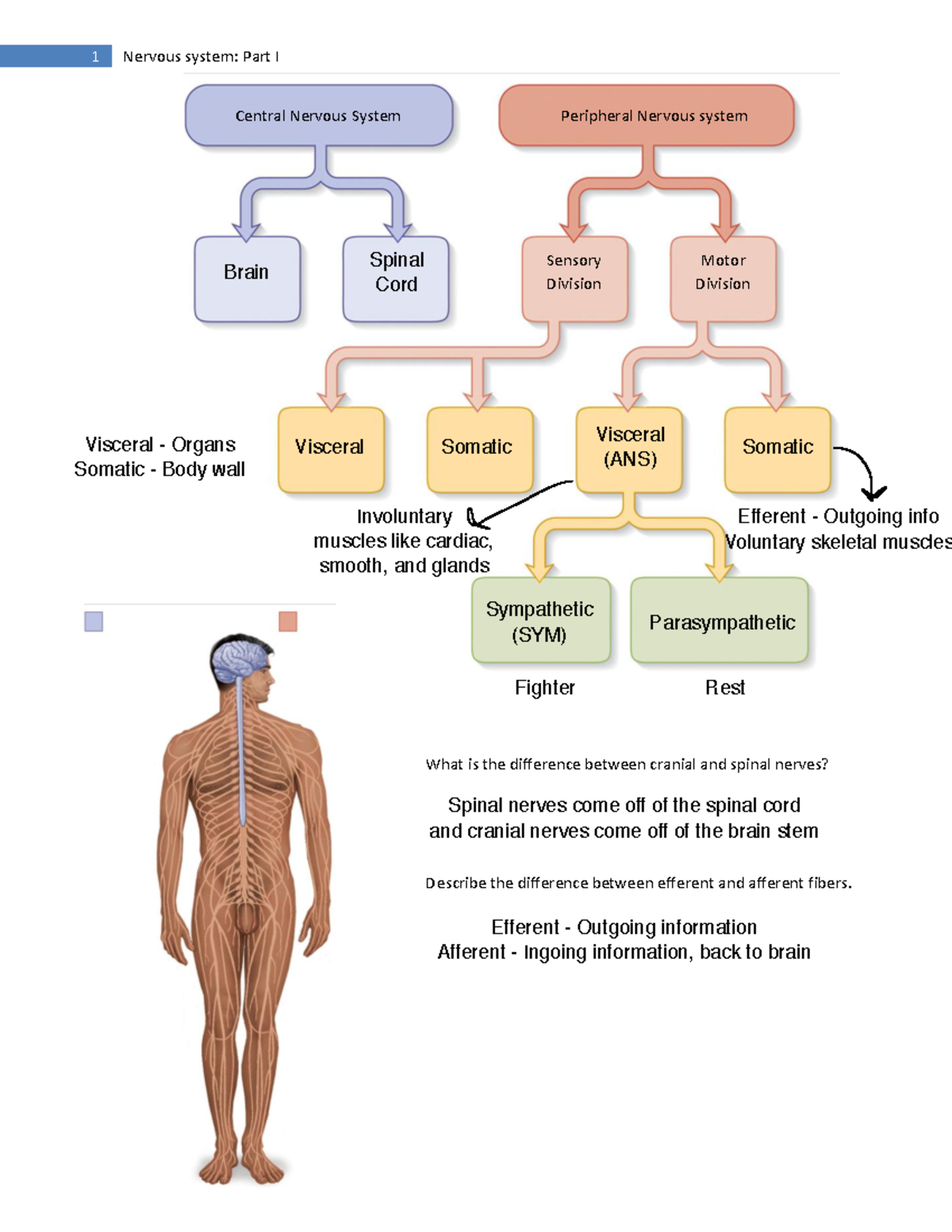 1. Nervous system I Handout - ANA209 - What is the difference between ...