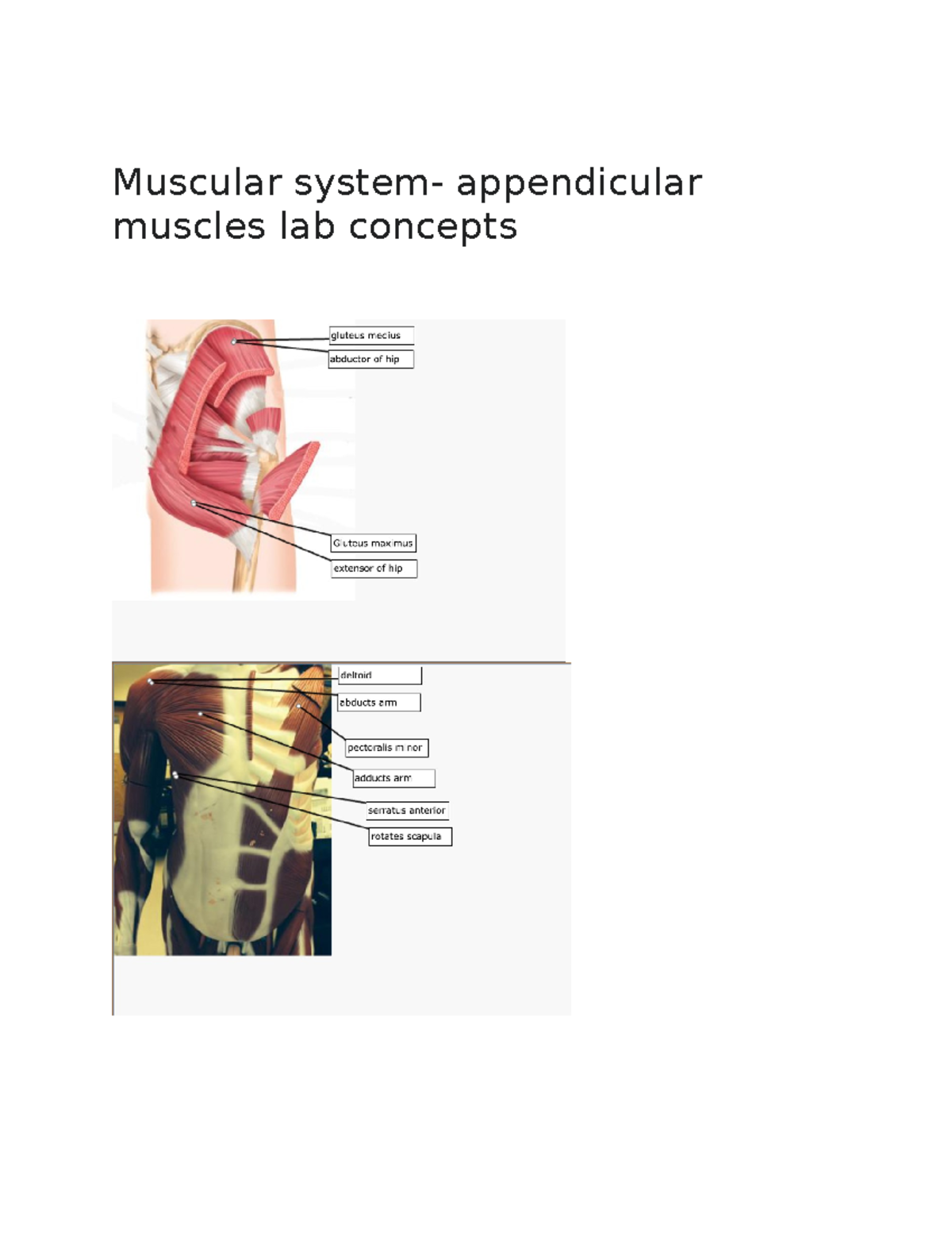 Muscular system- appendicular muscles lab concepts - Muscular system ...