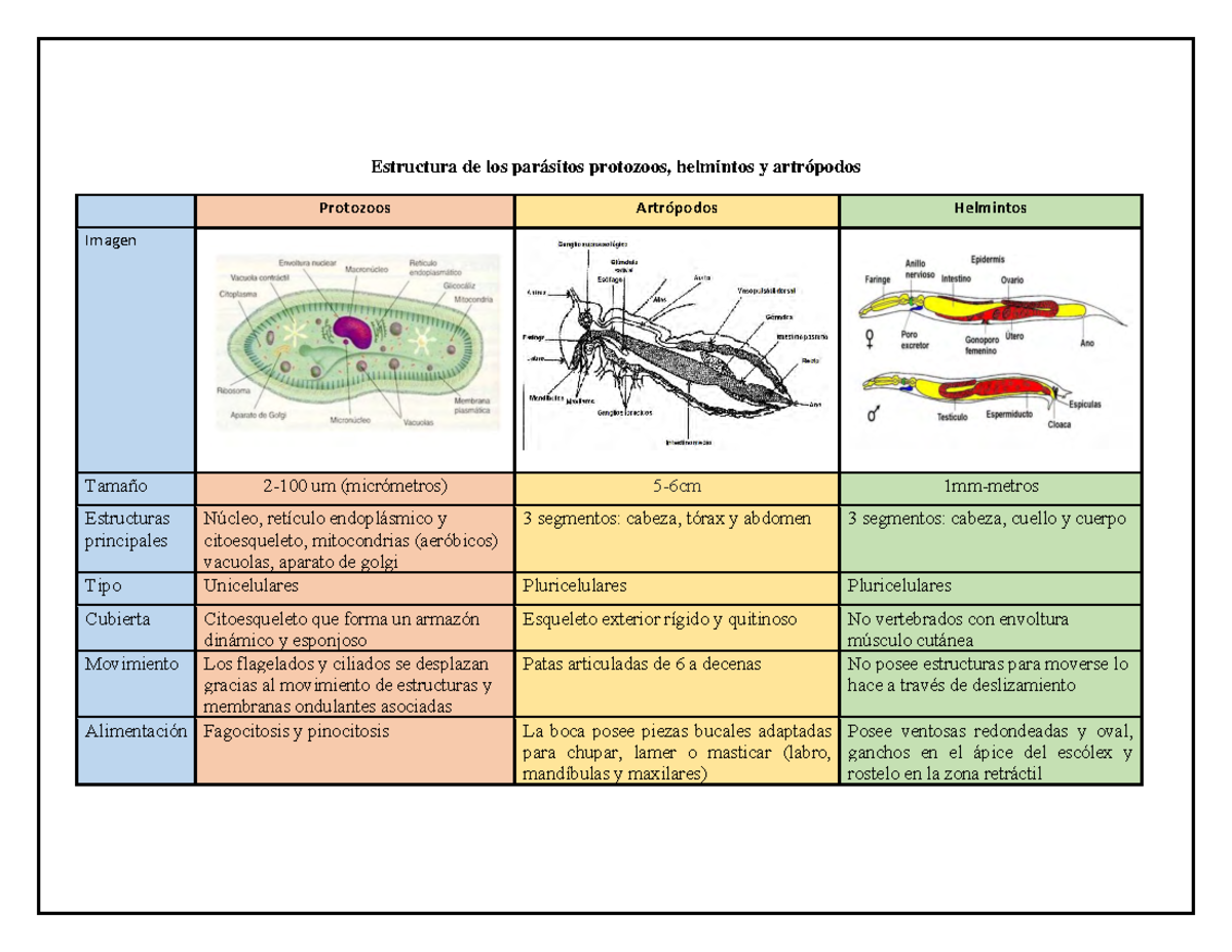 Estructura de protozoos, helmintos, artrópodos - Estructura de los ...