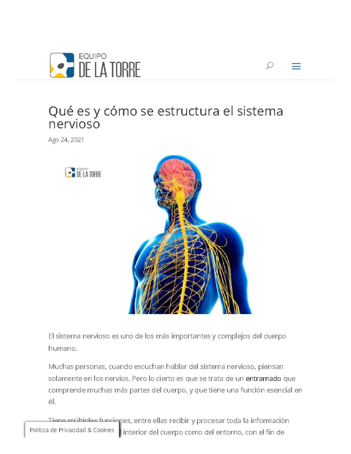 Qué es y cómo se estructura el sistema nervioso - Neurocirugía de la Torre - Qué es y cómo se ...