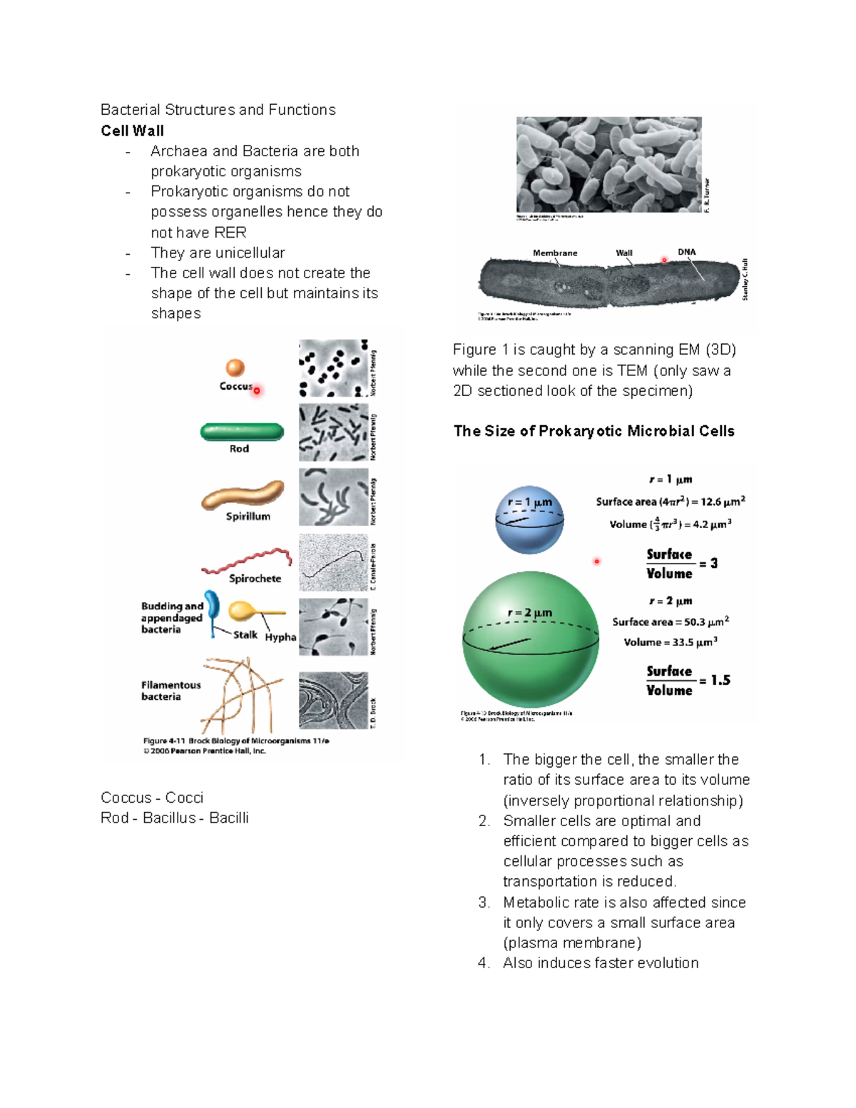 Microbiology - Module 2 - Bacterial Structures and Functions Cell Wall ...