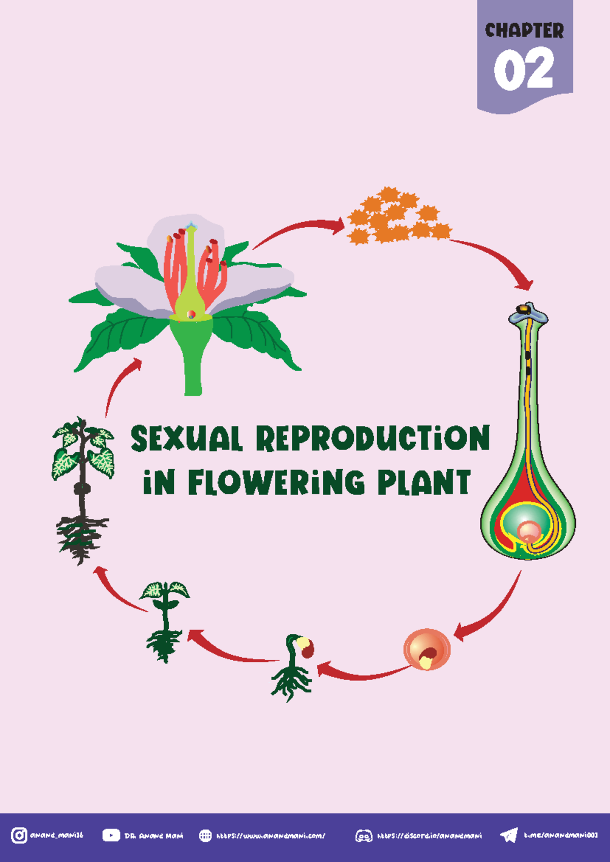 Sexual reproduction in flowering plants - 02 CHAPTER Sexual Reproduction in Flowering plant ...