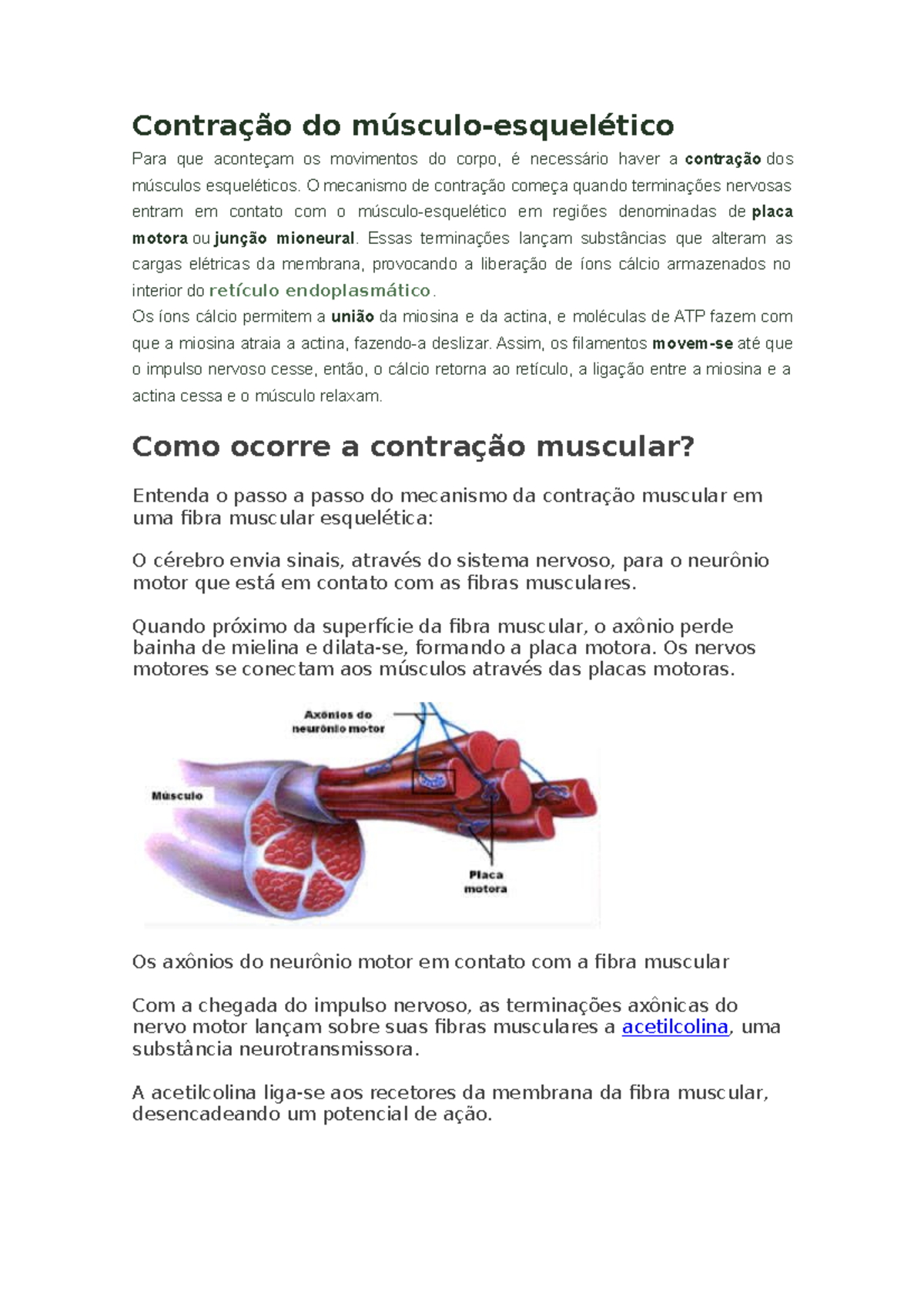 Contração do músculo - apontamentos - Contração do músculo-esquelético ...