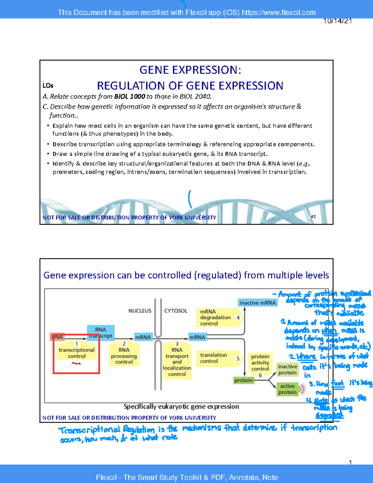 V4 BIOL 2040 F2022 Regulation of Gene Expression 1 - 10/14/ 1 LOs A ...