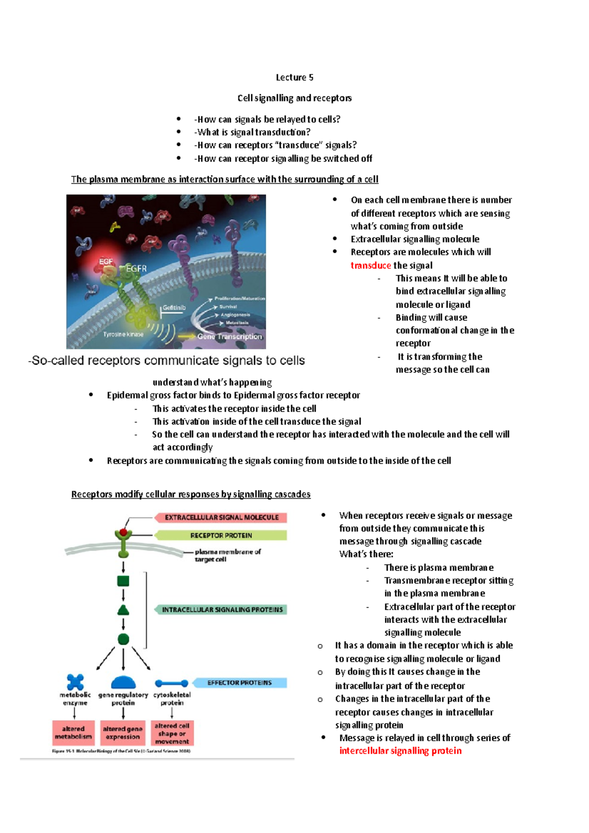 Lecture 5 of cell biology - Lecture 5 Cell signalling and receptors ...