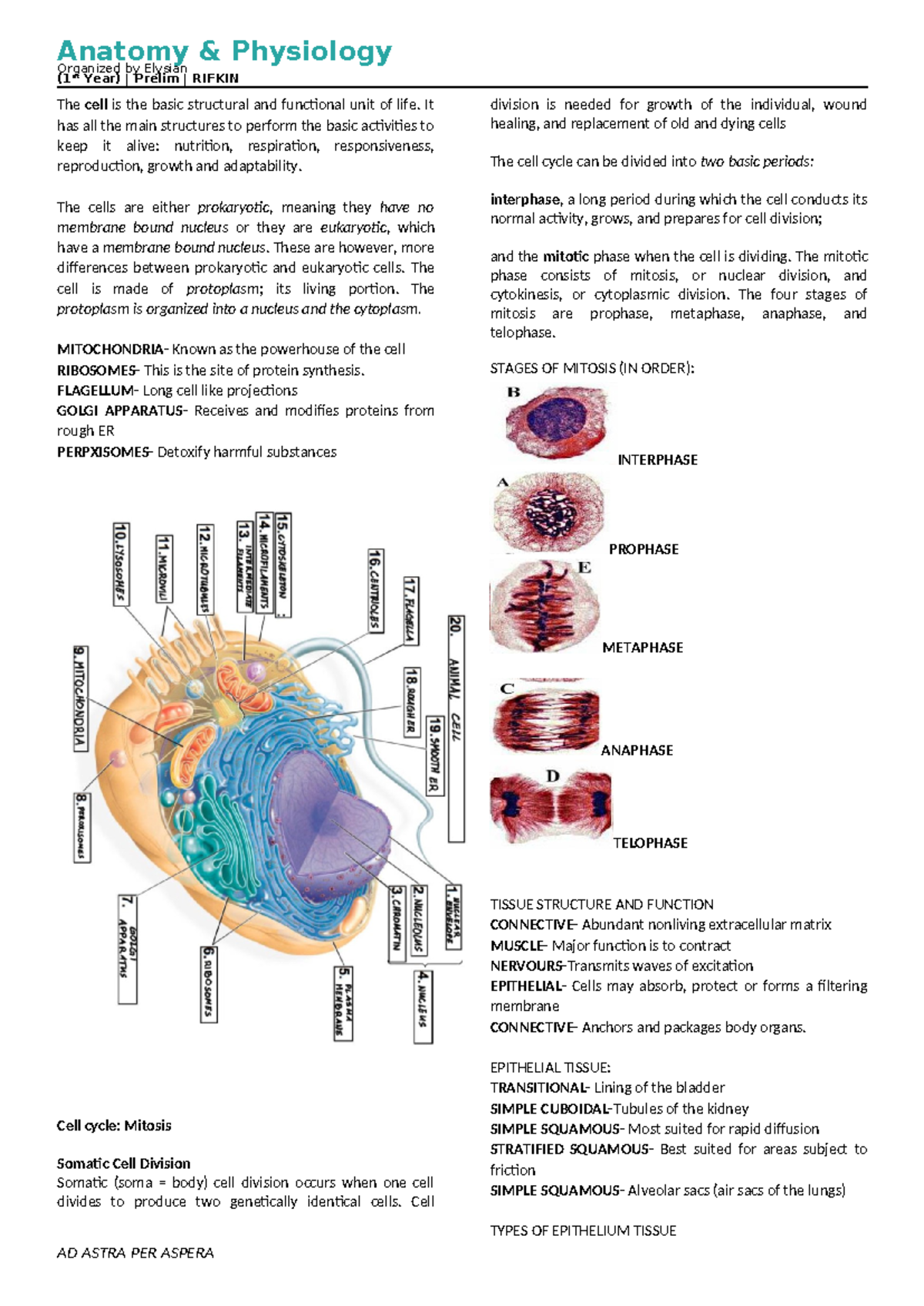 Anaphy-LAB Worksheet 2- Reviewer - Anatomy & Physiology Organized by ...